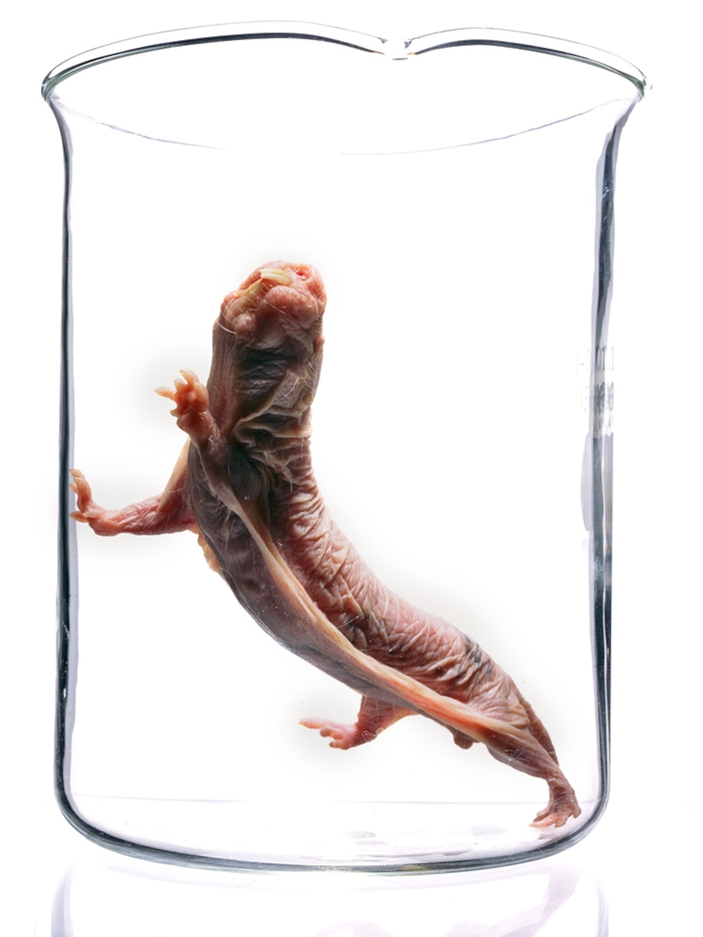 April Fools' Day Pictures: Seven Animal Hoaxes