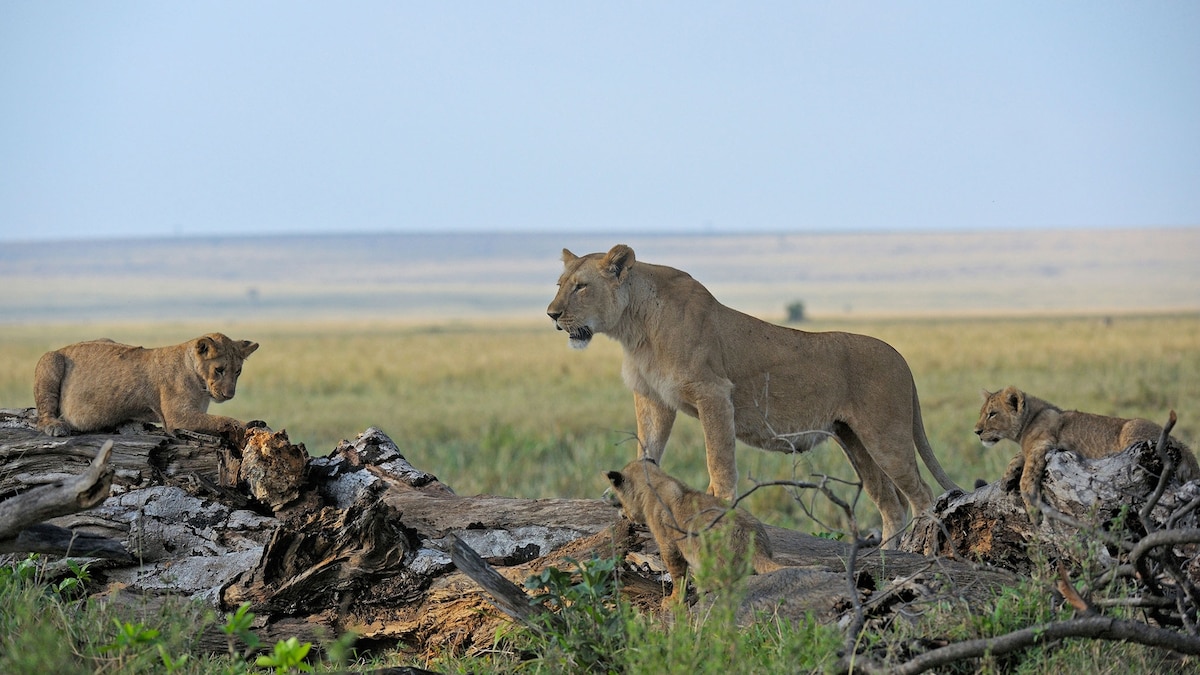 Famed Lions Poisoned In Kenya Wildlife Reserve National Geographic