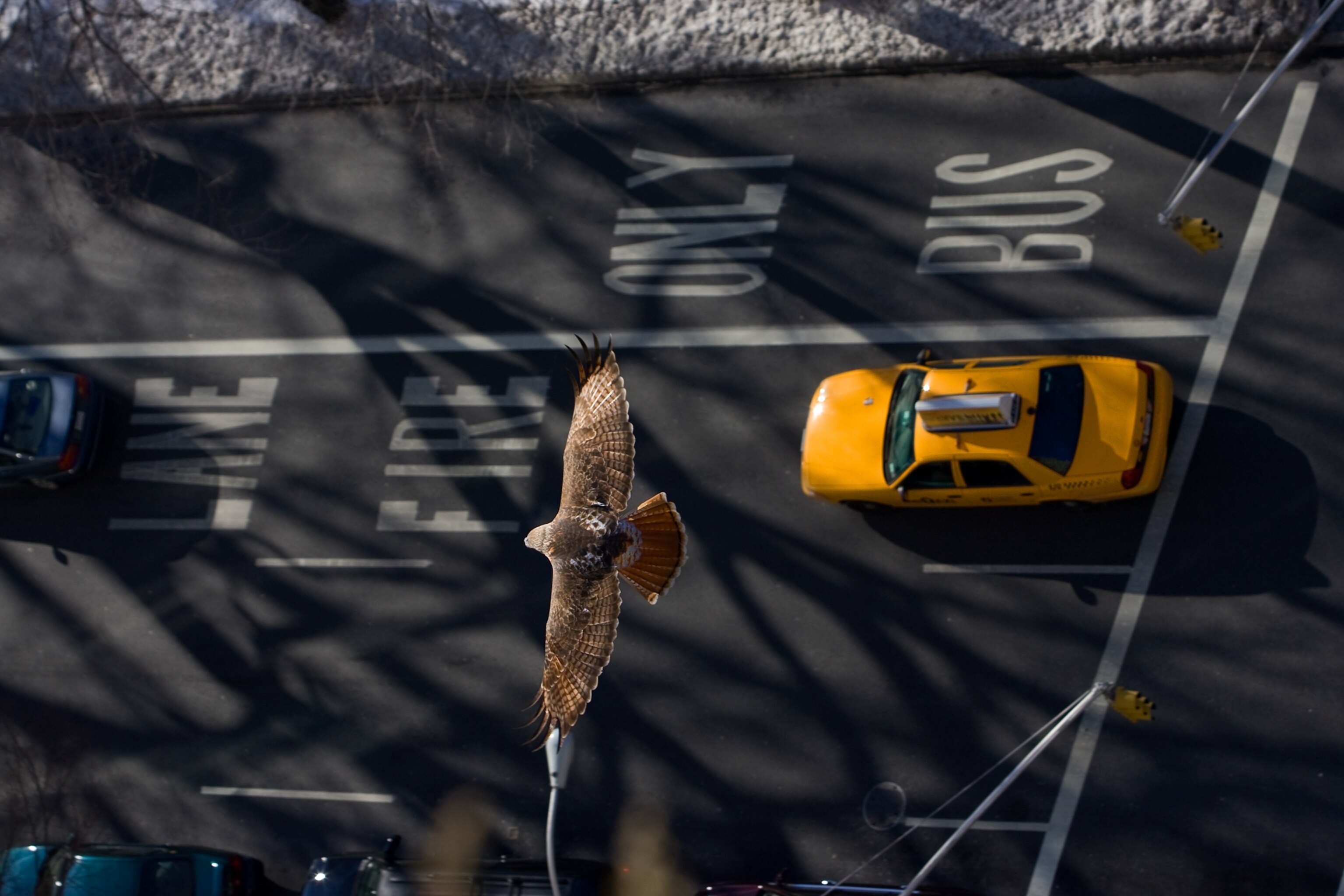 Birds flocked to cities during COVID-19, rapidly adapting to lockdowns