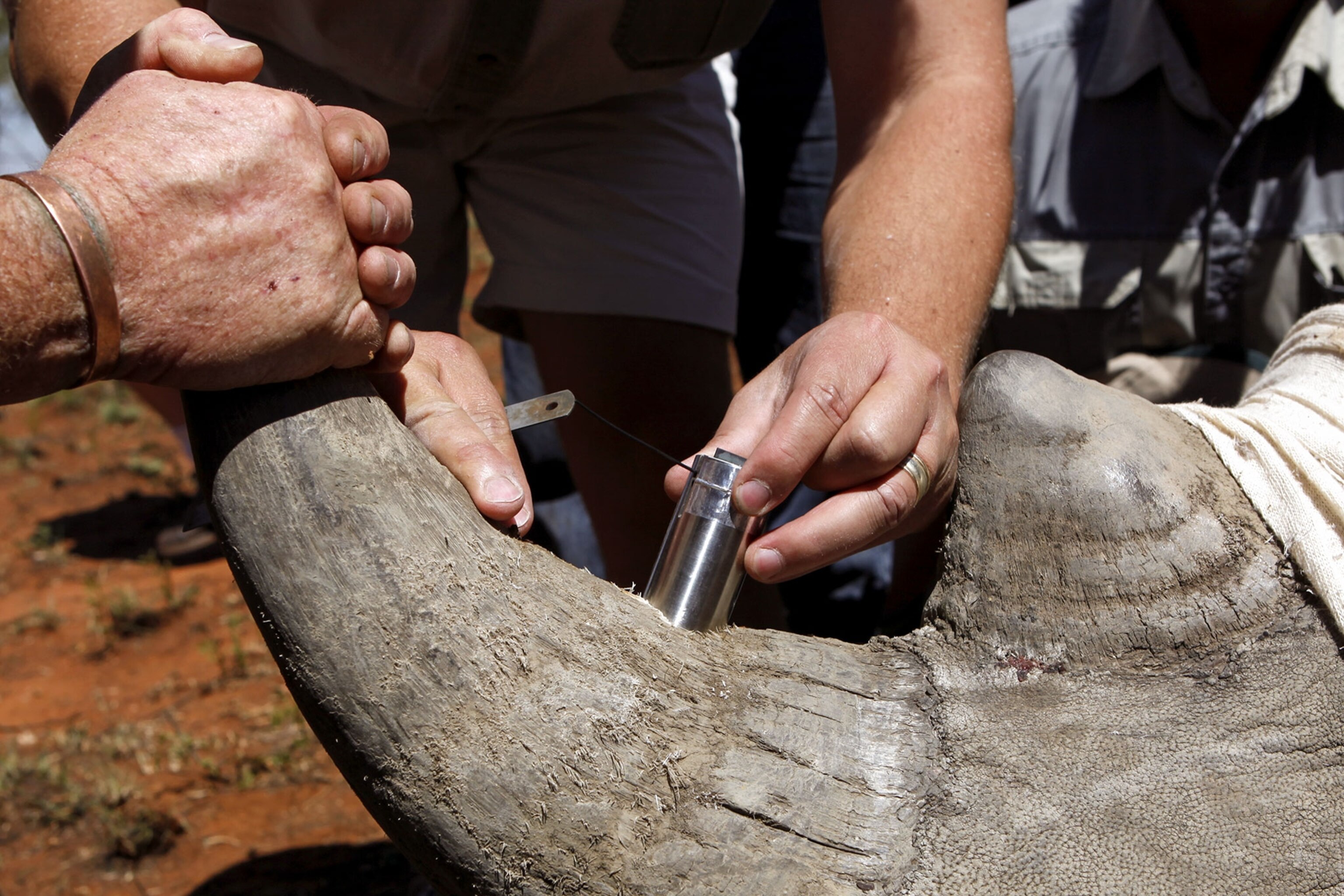 Tracking Wildlife for Science Could Actually Help Poachers