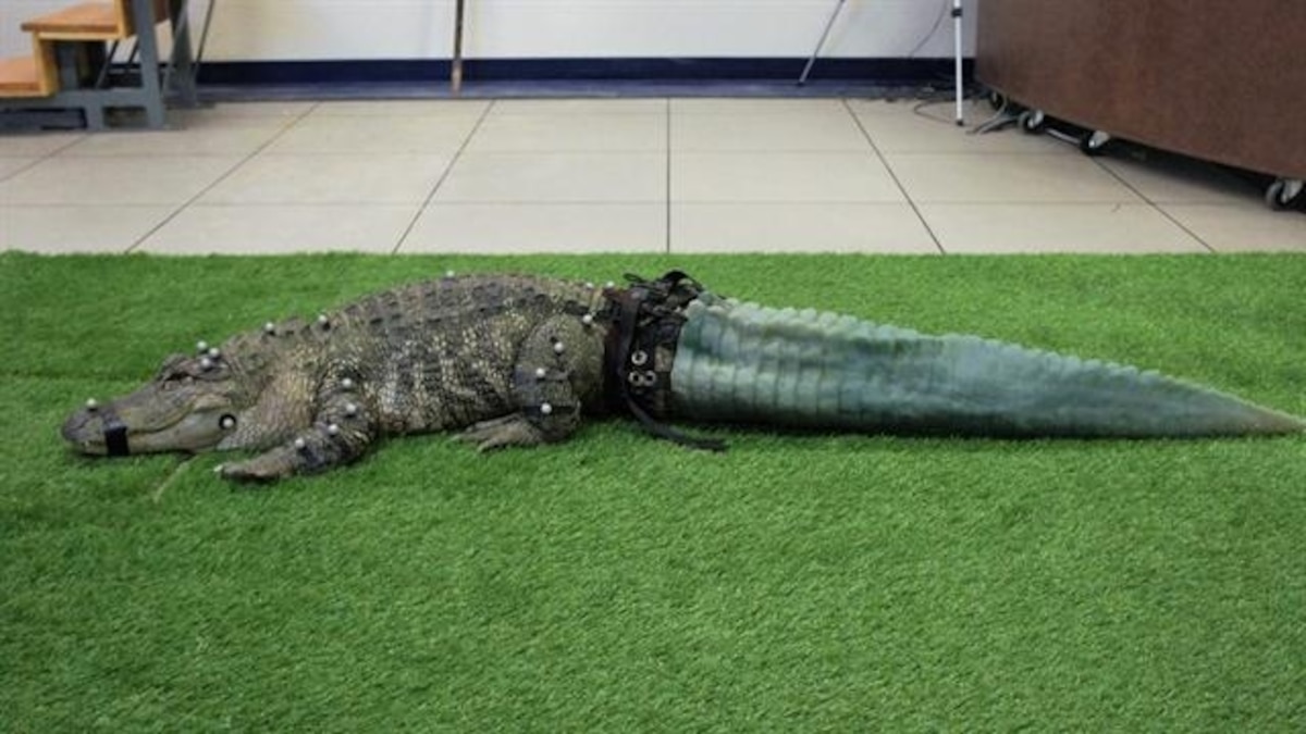 How 3D Printing Helped Mr. Stubbs, The Tailless Alligator