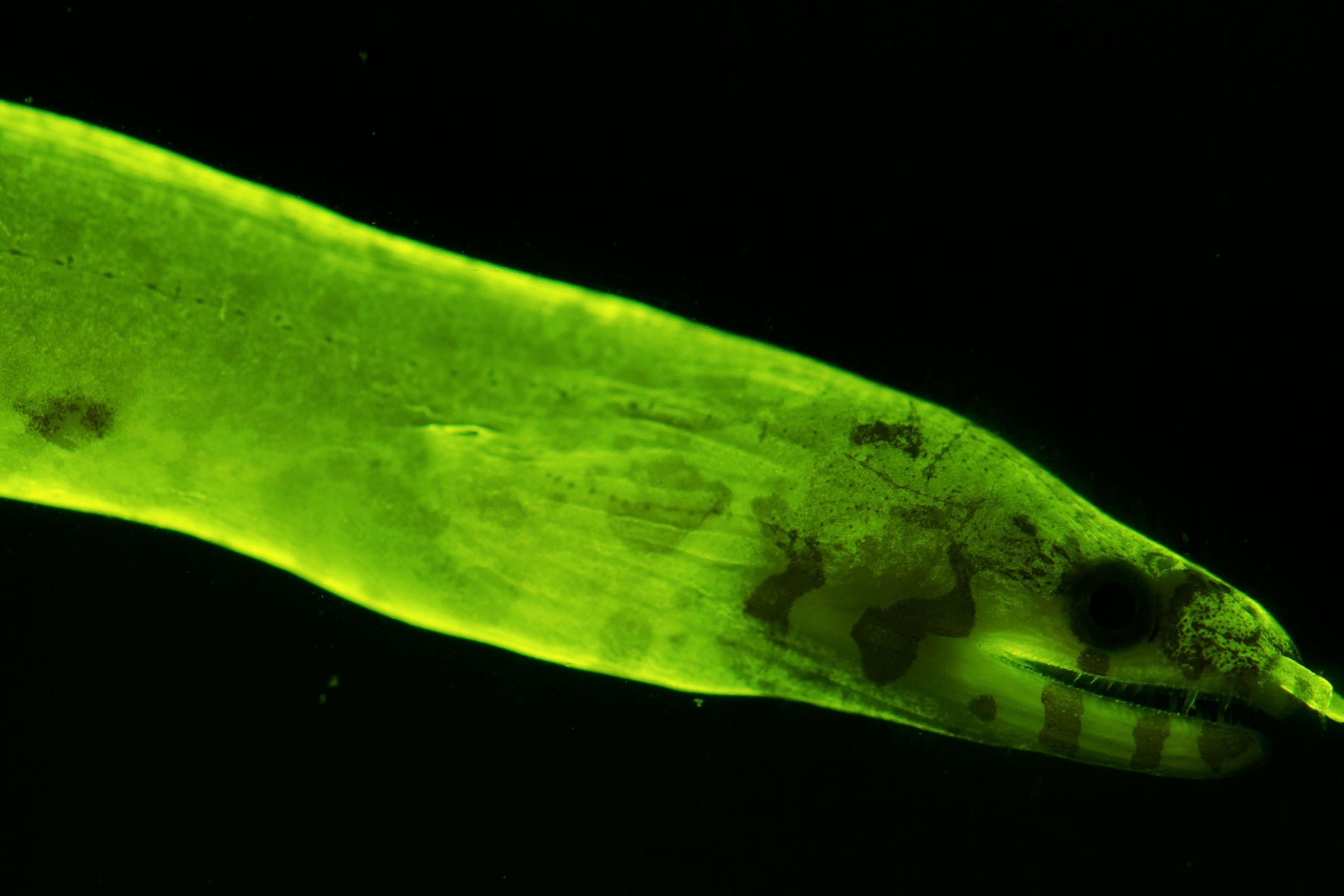 Move Over, Glowing Turtle—Meet the Glowing Eels