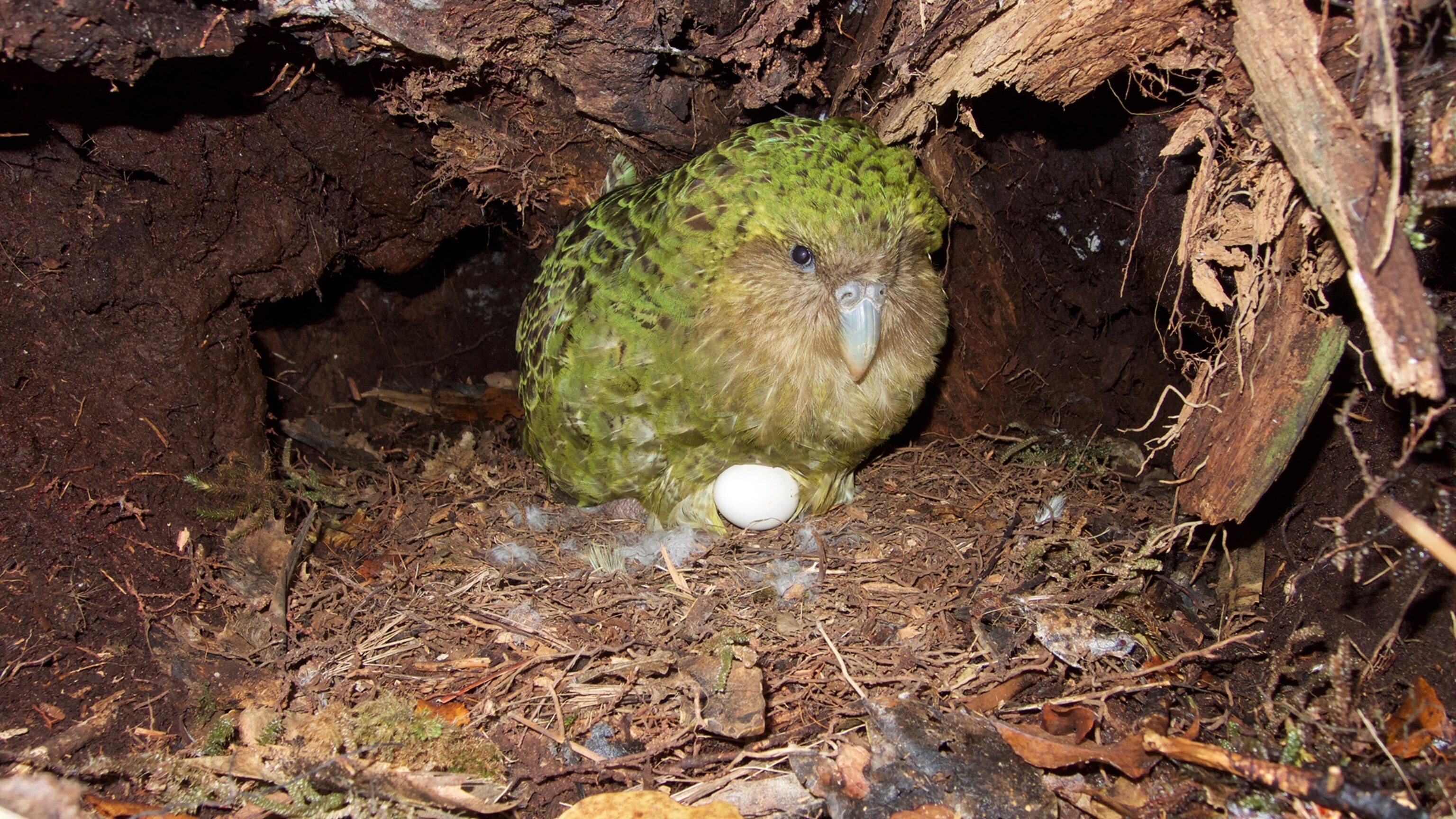 Kakapo Parrot Gif