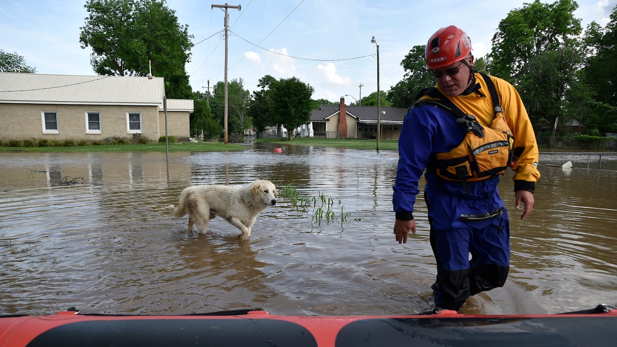 As extreme weather ramps up, animal rescuers are struggling to save our ...