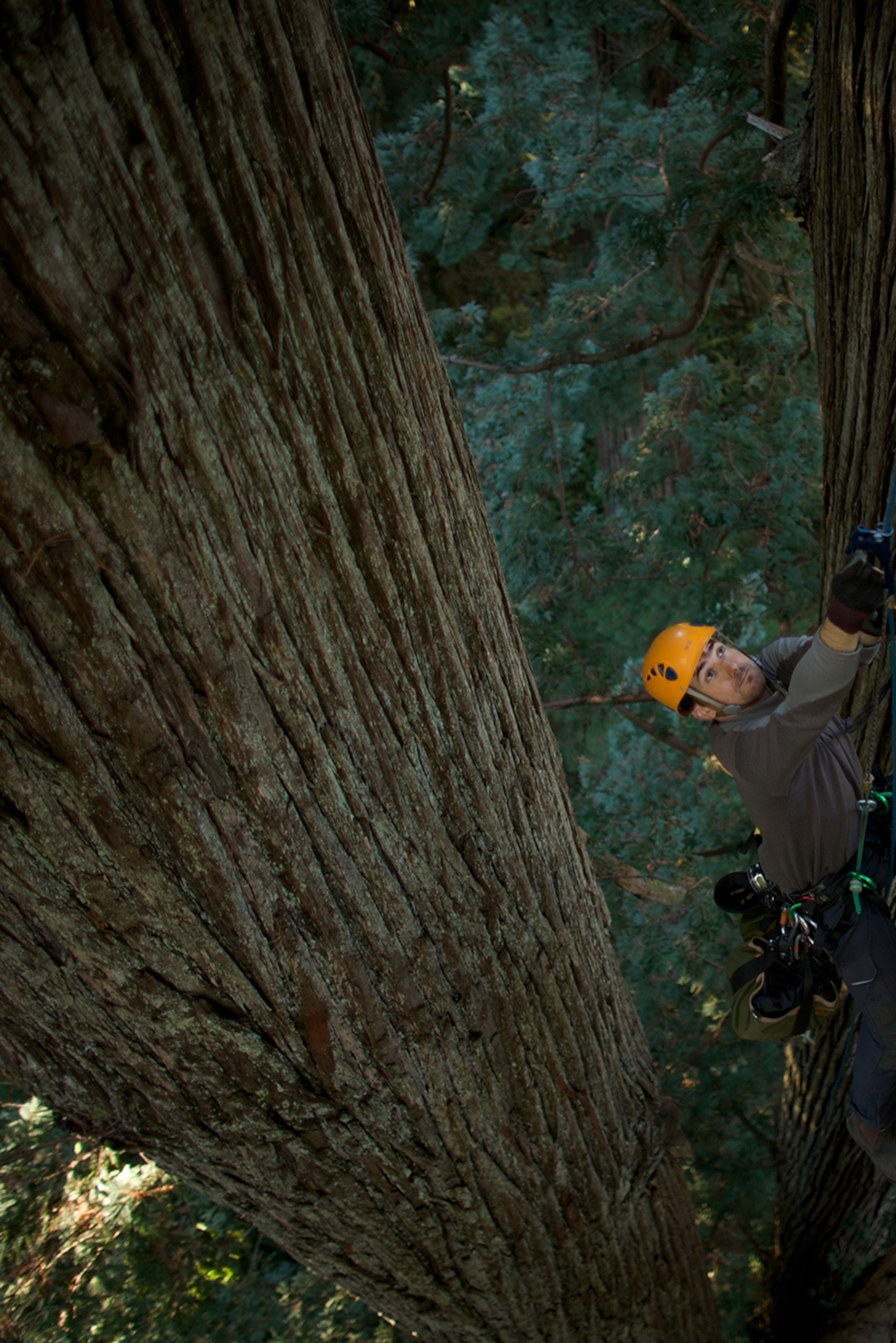 Redwood National Park Wildlife Redwood National Park: Journey Among