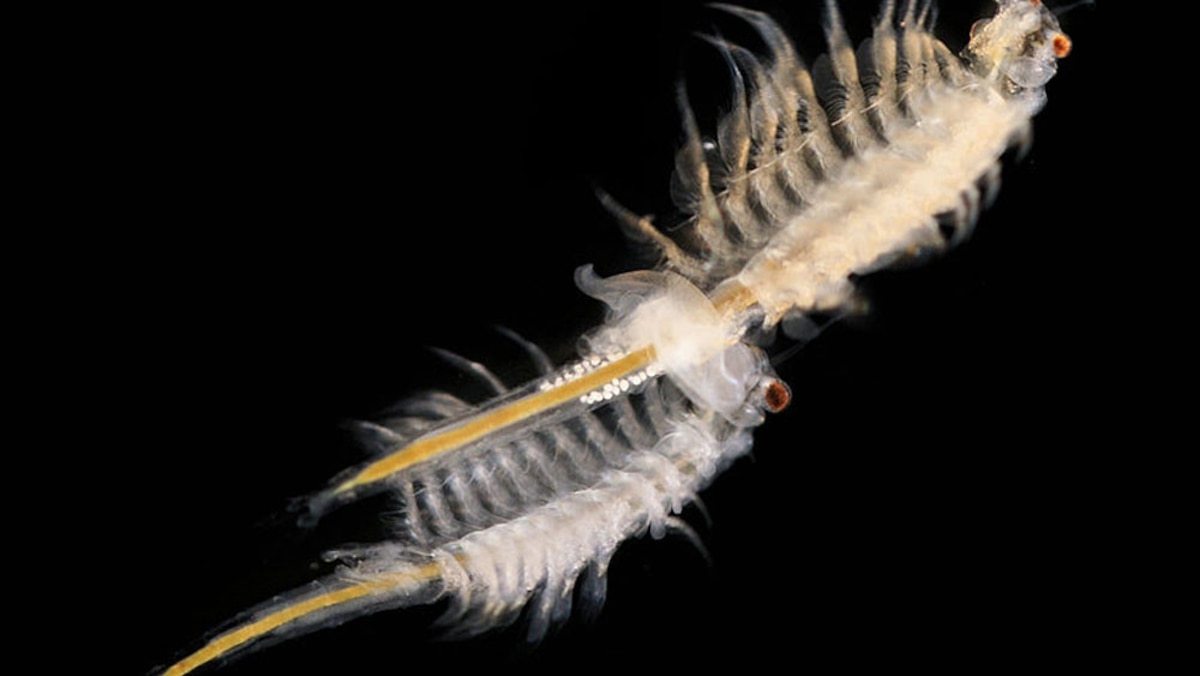 Why Sea Monkeys Love Salt: A Fable on the Cost of Symbiosis | National ...