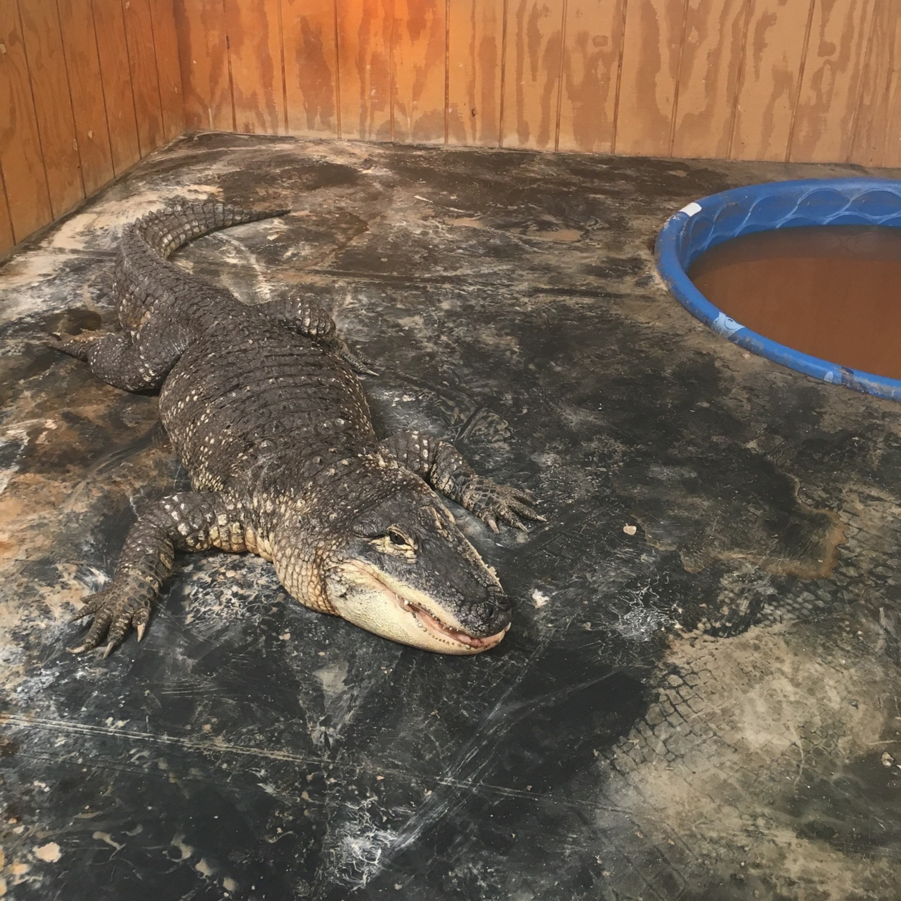 Alligators make terrible pets: 'You're basically dealing with a dinosaur.'
