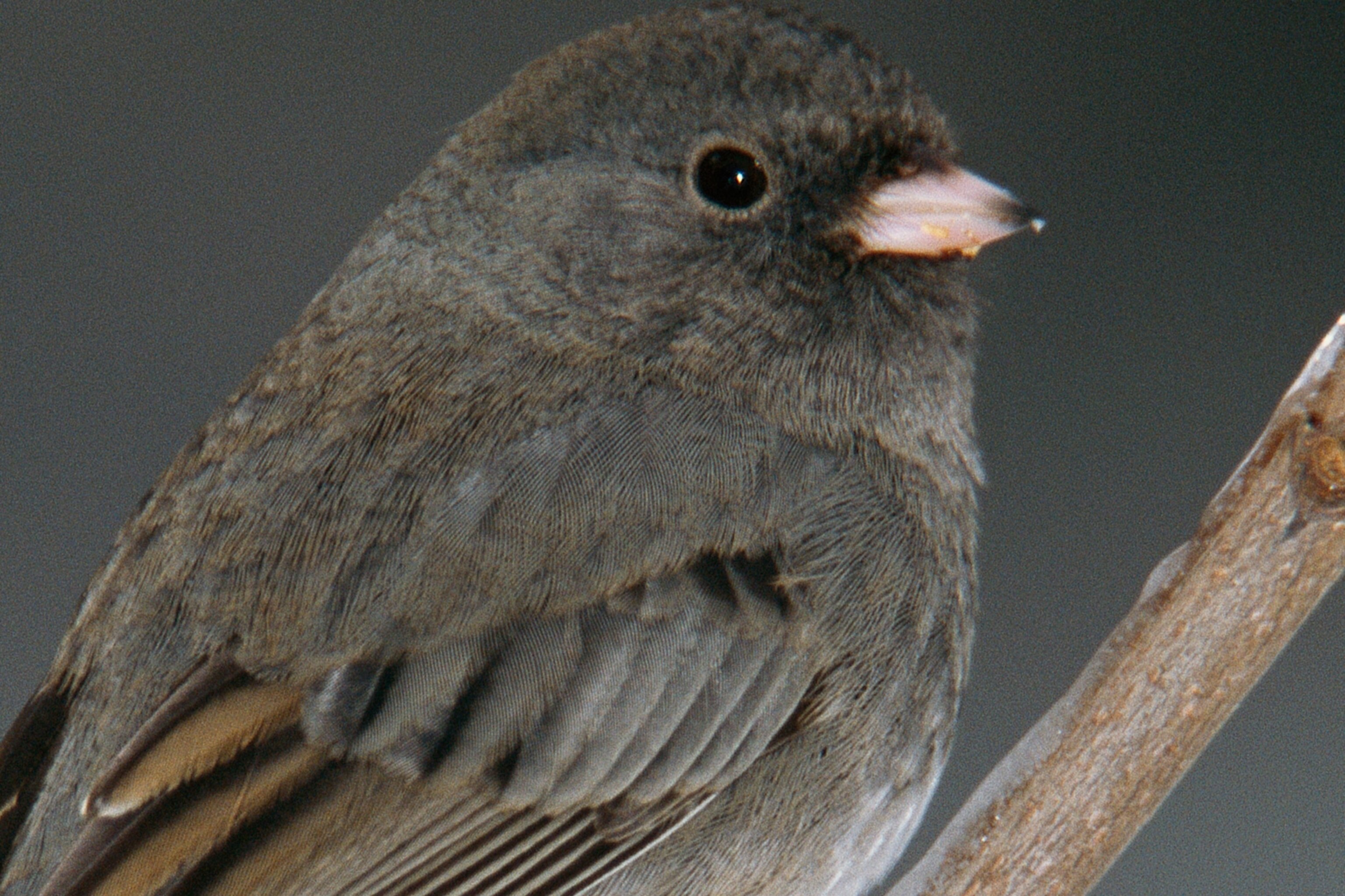 Yellow Eyed Junco