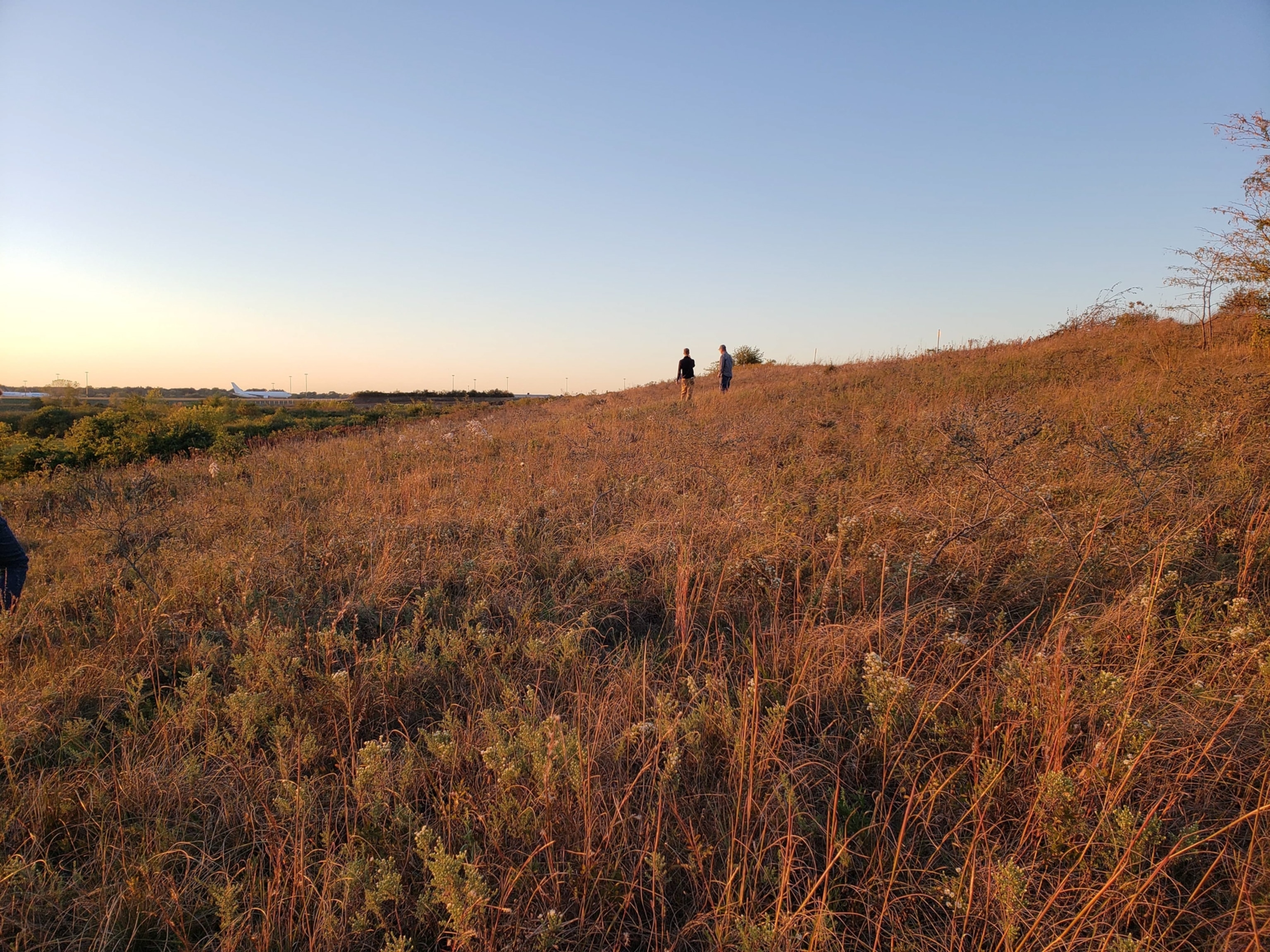Ancient prairie, home to endangered bees and rare plants, may soon be ...
