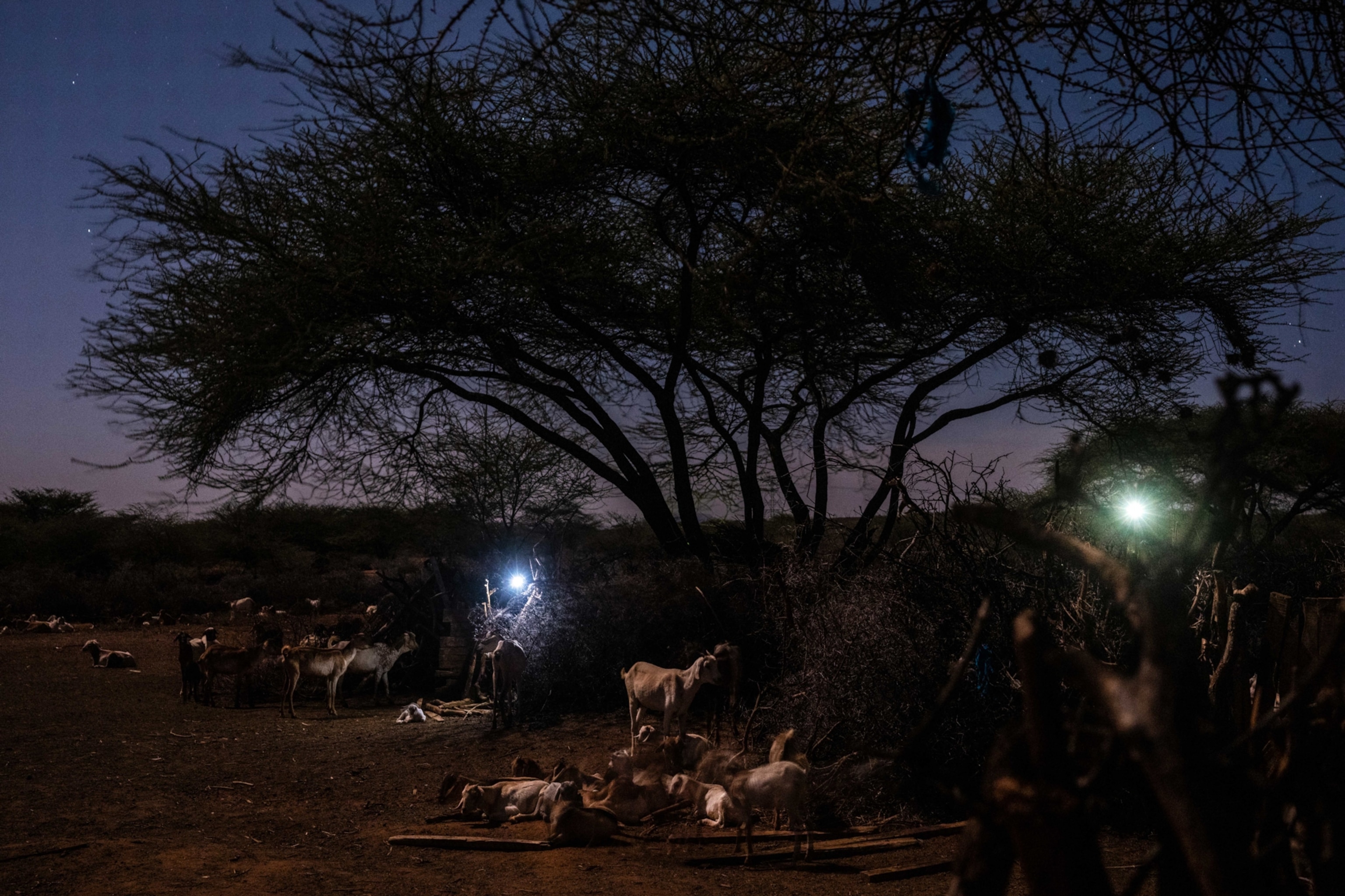 Photos show why cheetahs are at risk—and how people are working to ...