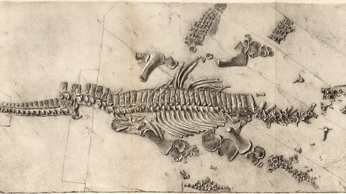 Plesiosaurs by the Tail | National Geographic