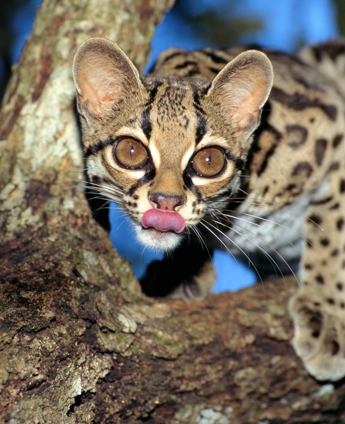 Jungle Cat Mimics Monkey to Lure Prey—A First