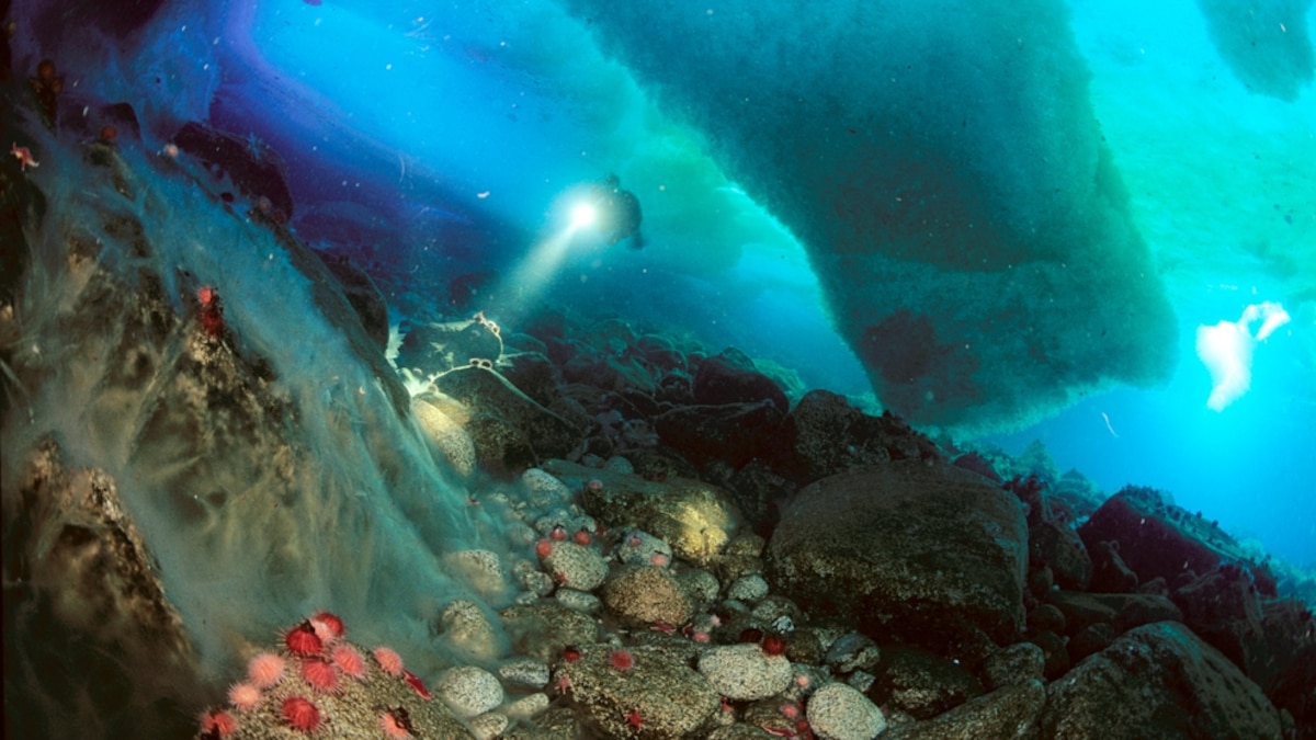 Ultimate Adventure Bucket List - Dive the Poles -- National Geographic ...