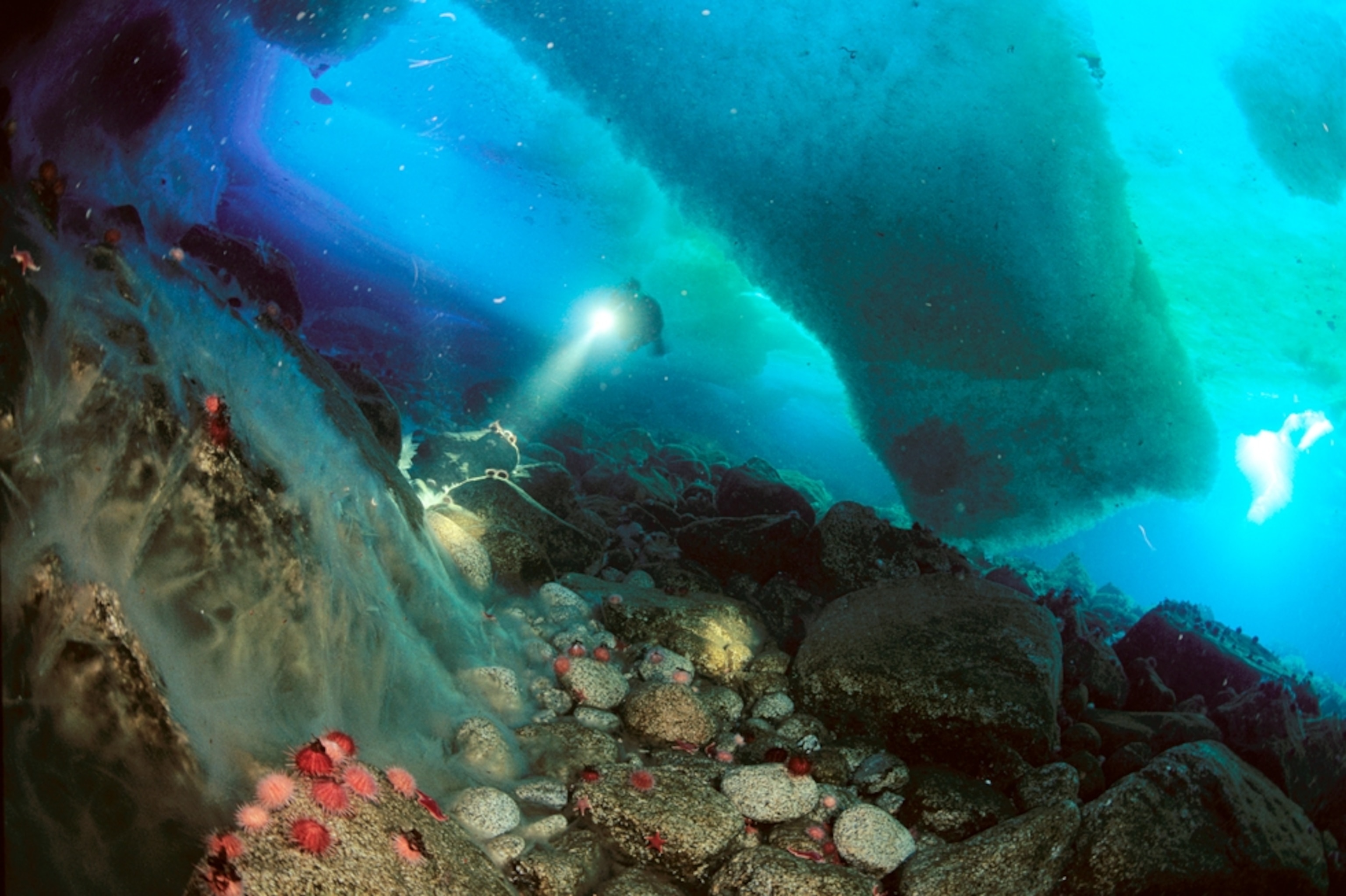 Ultimate Adventure Bucket List - Dive the Poles -- National Geographic