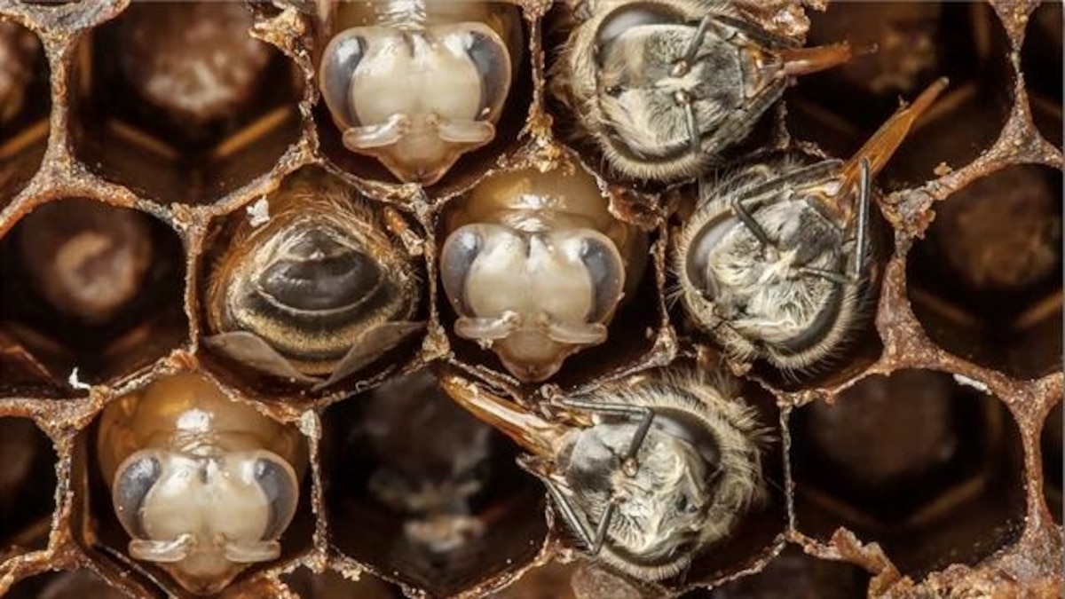 For a Biologist-Turned-Photographer, a Beehive Becomes a Living Lab ...