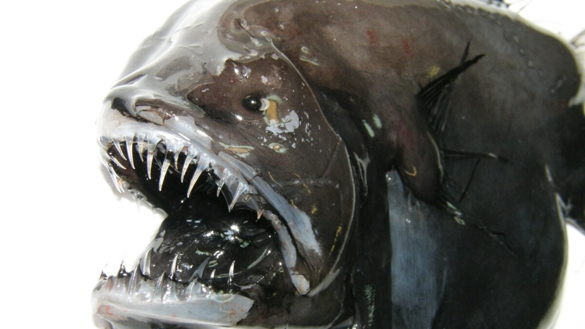 Pictures: Strange Sea Species Found Off Greenland | National Geographic