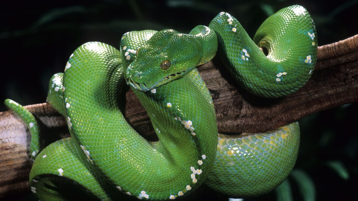 Crime Blotter: Pythons, Wolf Carcasses, and More | National Geographic