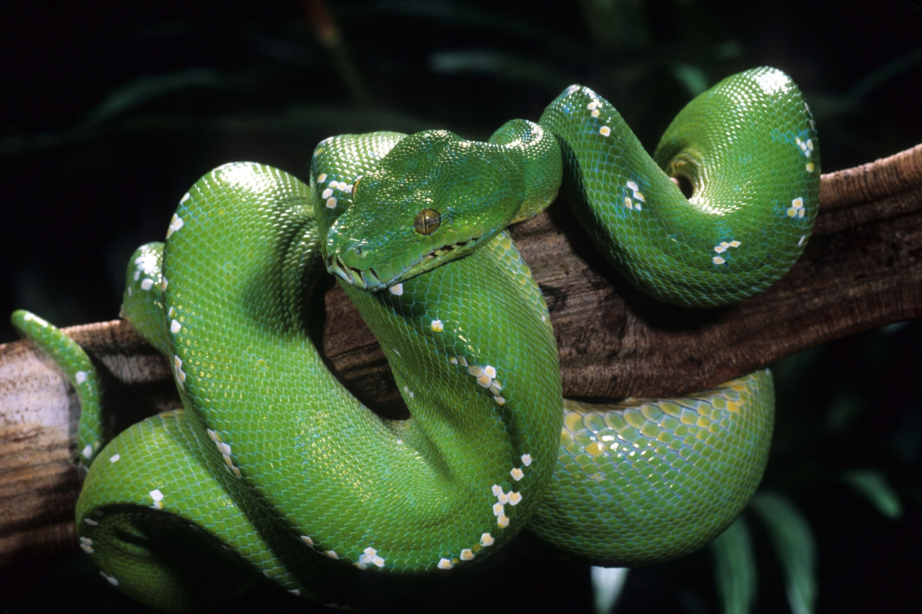 Crime Blotter: Pythons, Wolf Carcasses, and More