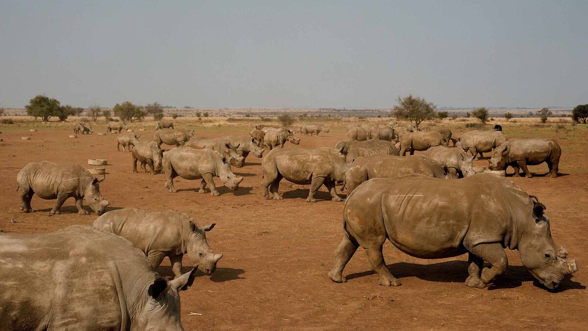An Inside Look at the World’s Biggest Rhino Farm | National Geographic