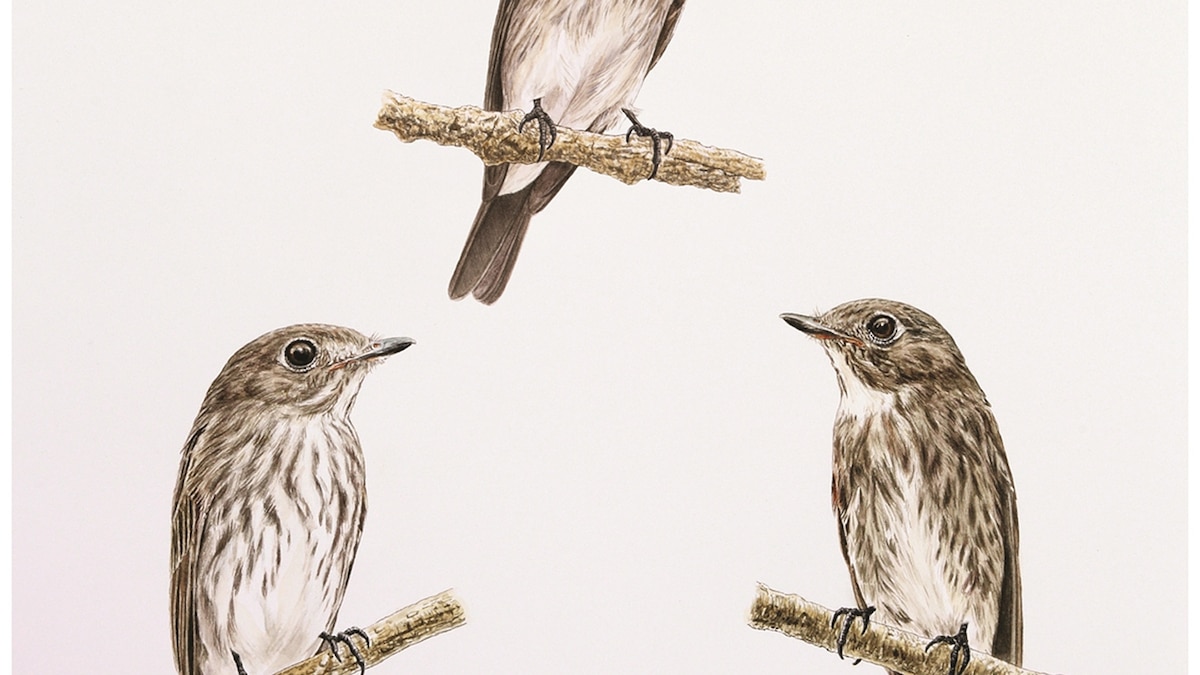 New Bird Species Confirmed in Indonesia, 15 Years After First Sighting ...