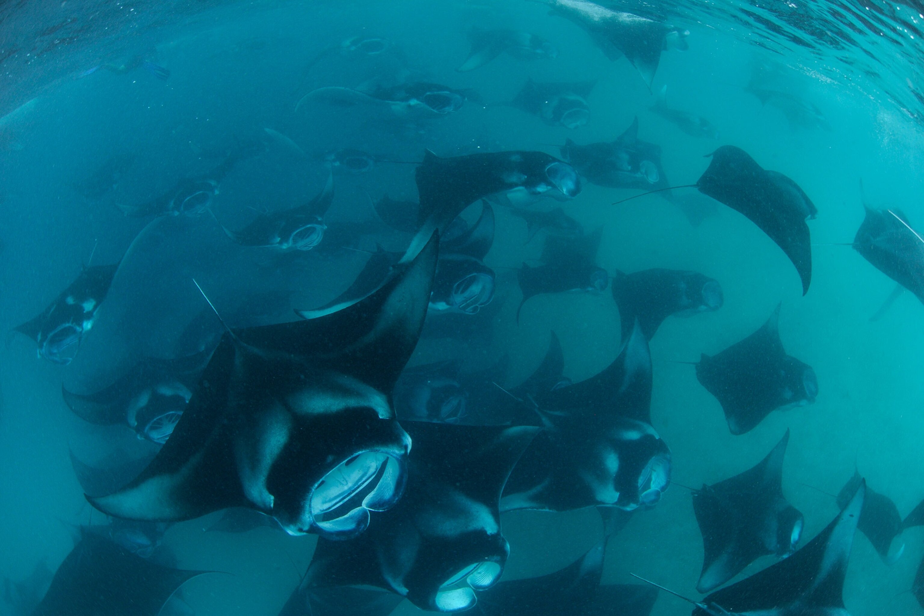 Pictures and Video Take Us Inside the World of Manta Rays