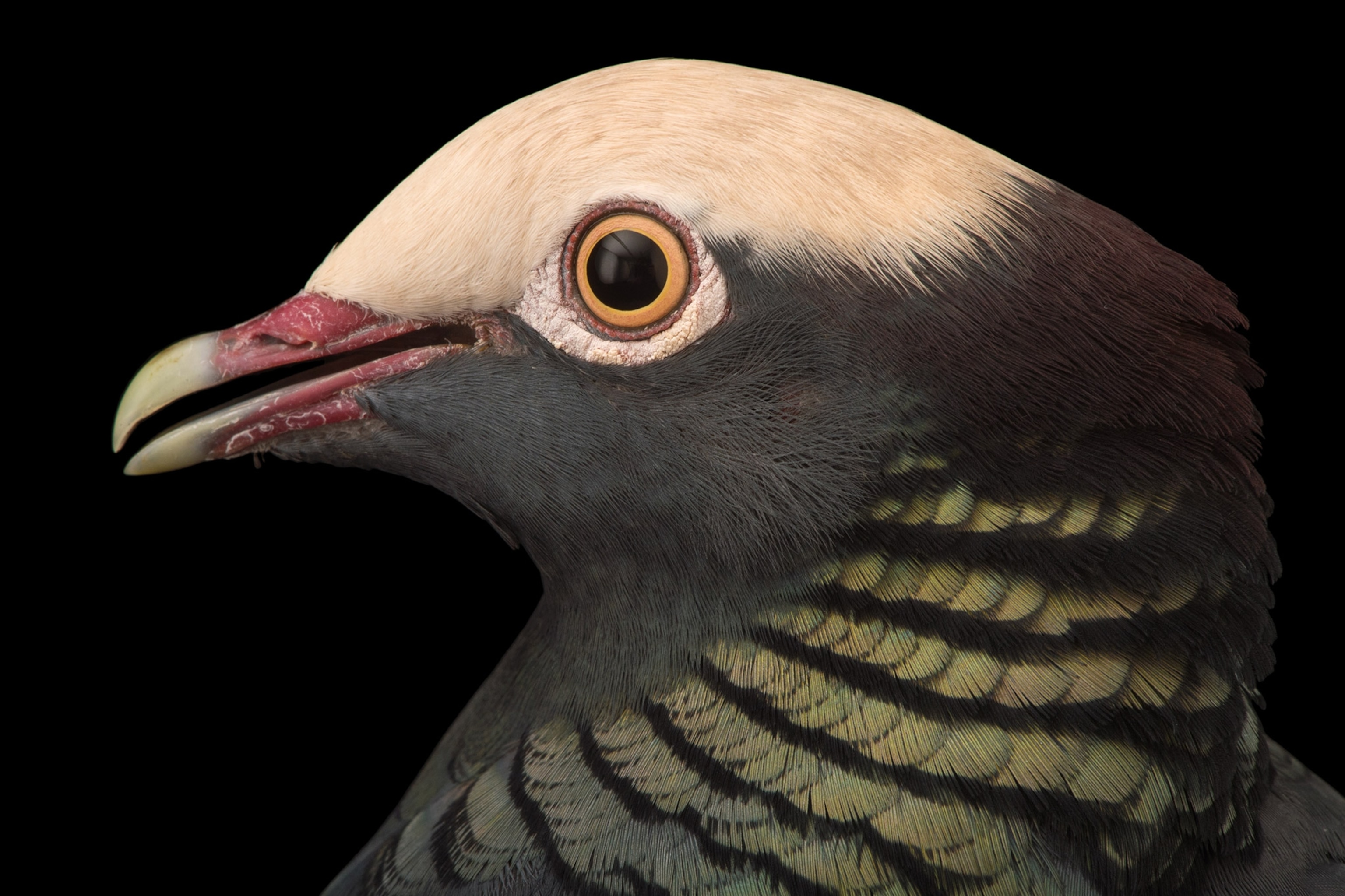 Forget everything you think you know about pigeons