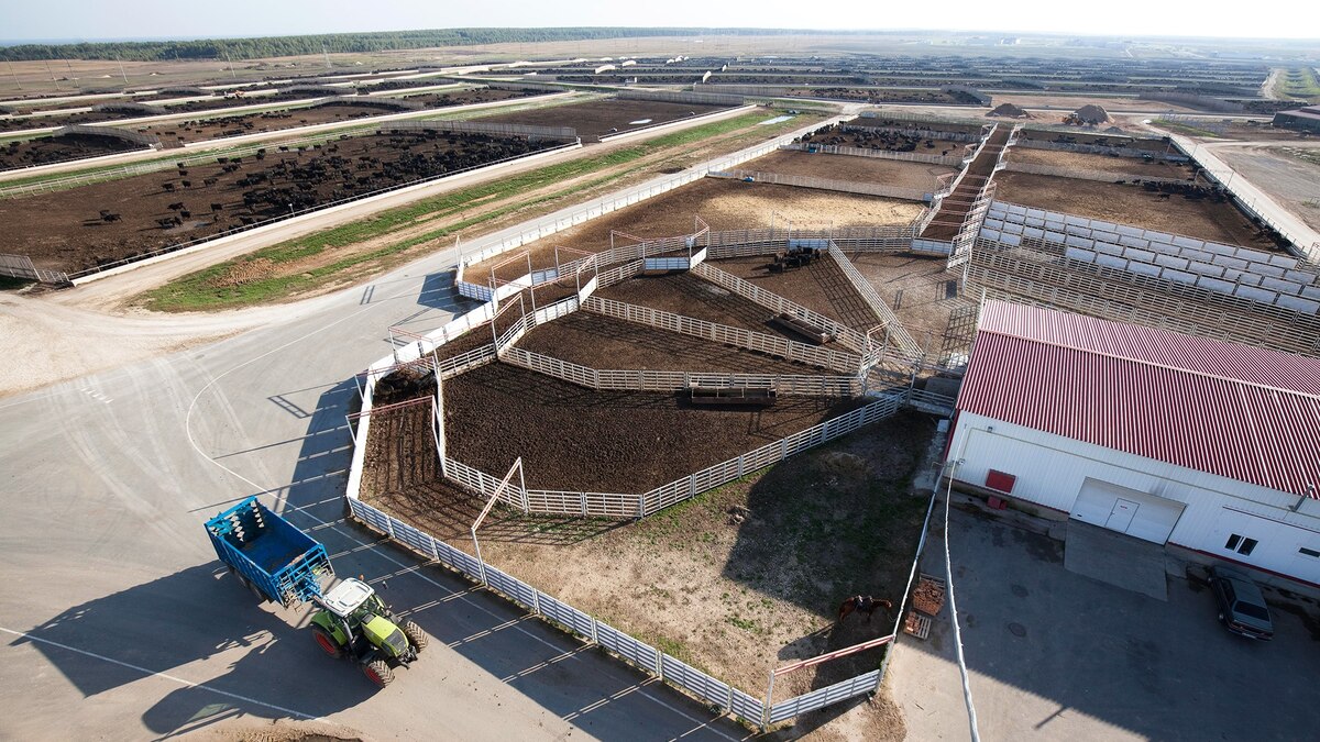 The Smell of the Slaughterhouse | National Geographic