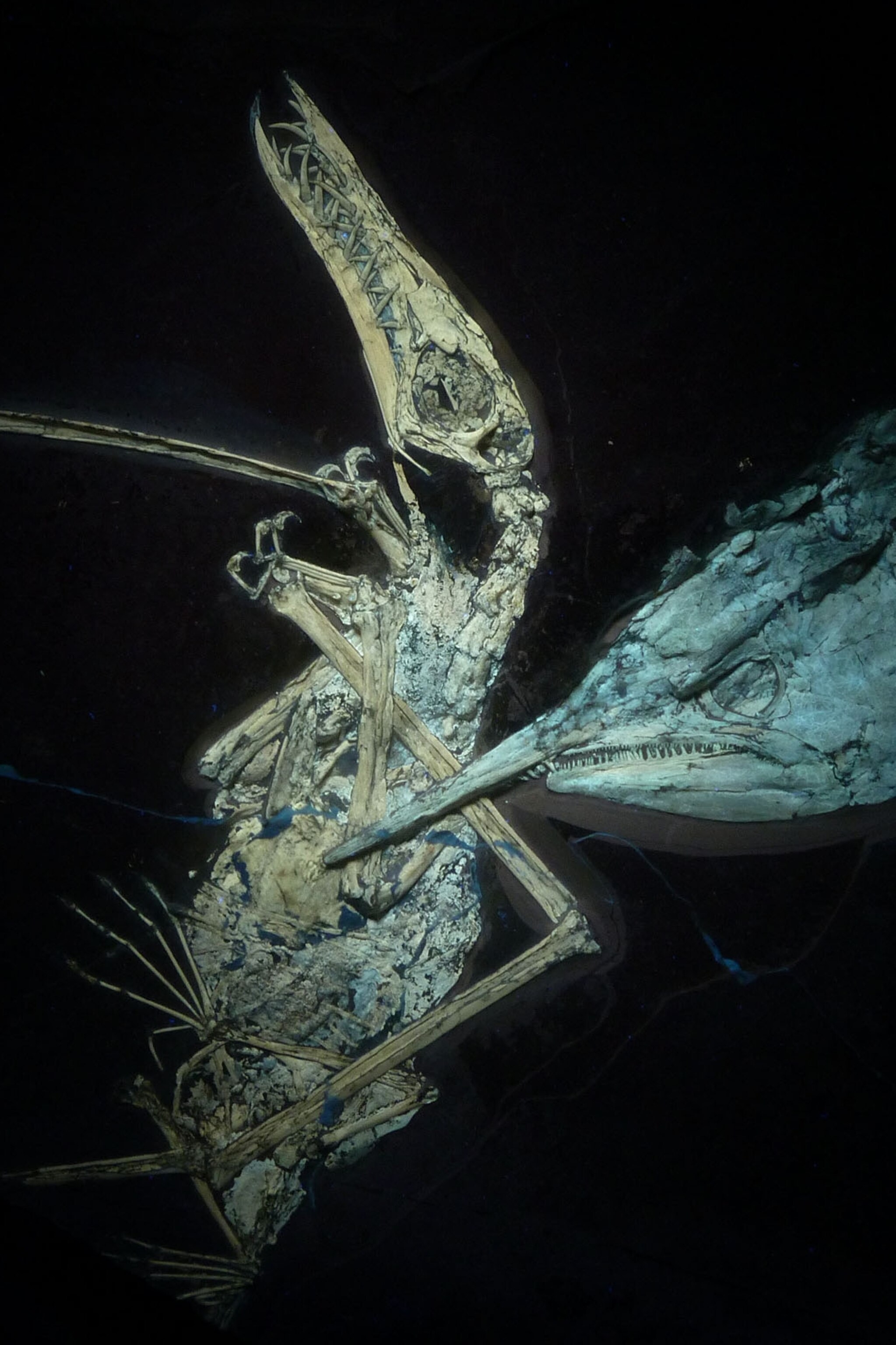 Why Pterosaurs Were the Weirdest Wonders on Wings