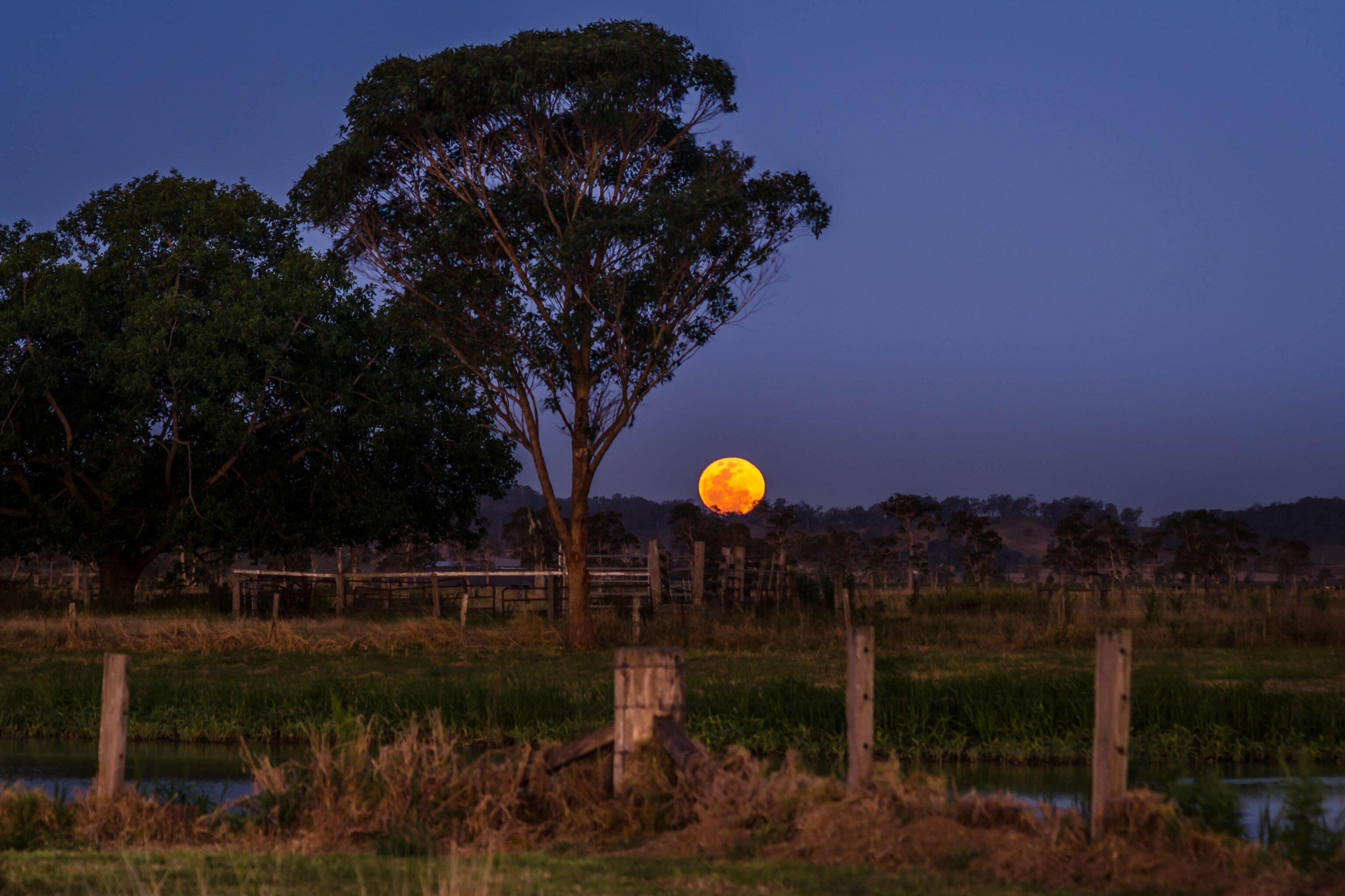 Real Harvest Moon