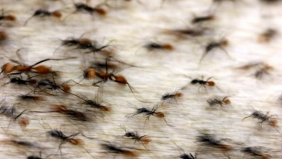 An entire world follows the march of the army ants | National Geographic