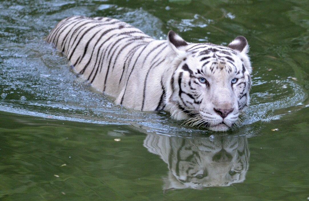 Bengal Tigers Naturlige Habitat Bengal Tiger Facts, Diet, Habitat