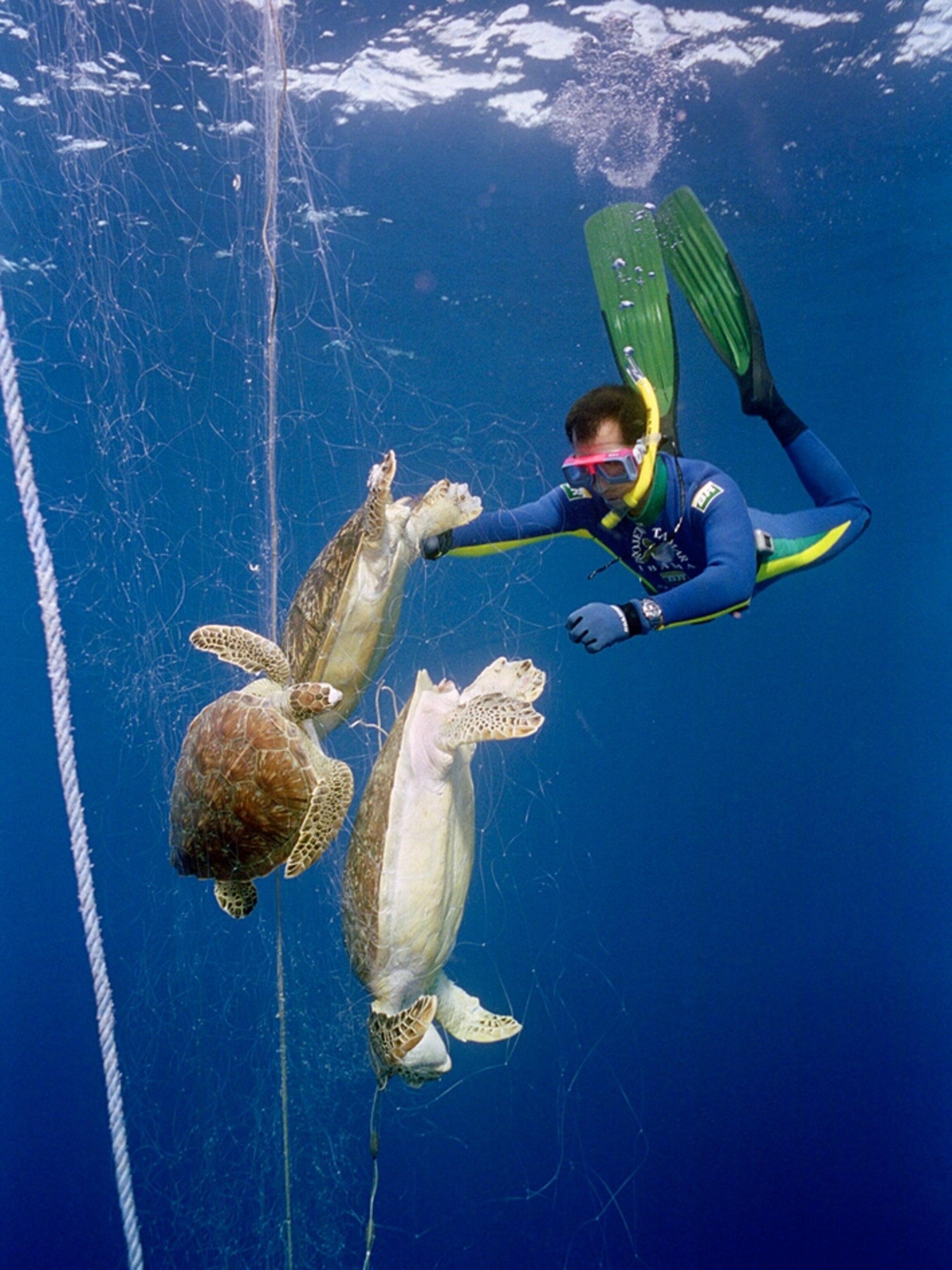 Ocean Pictures: Contest Winners Show Sea Life in Peril