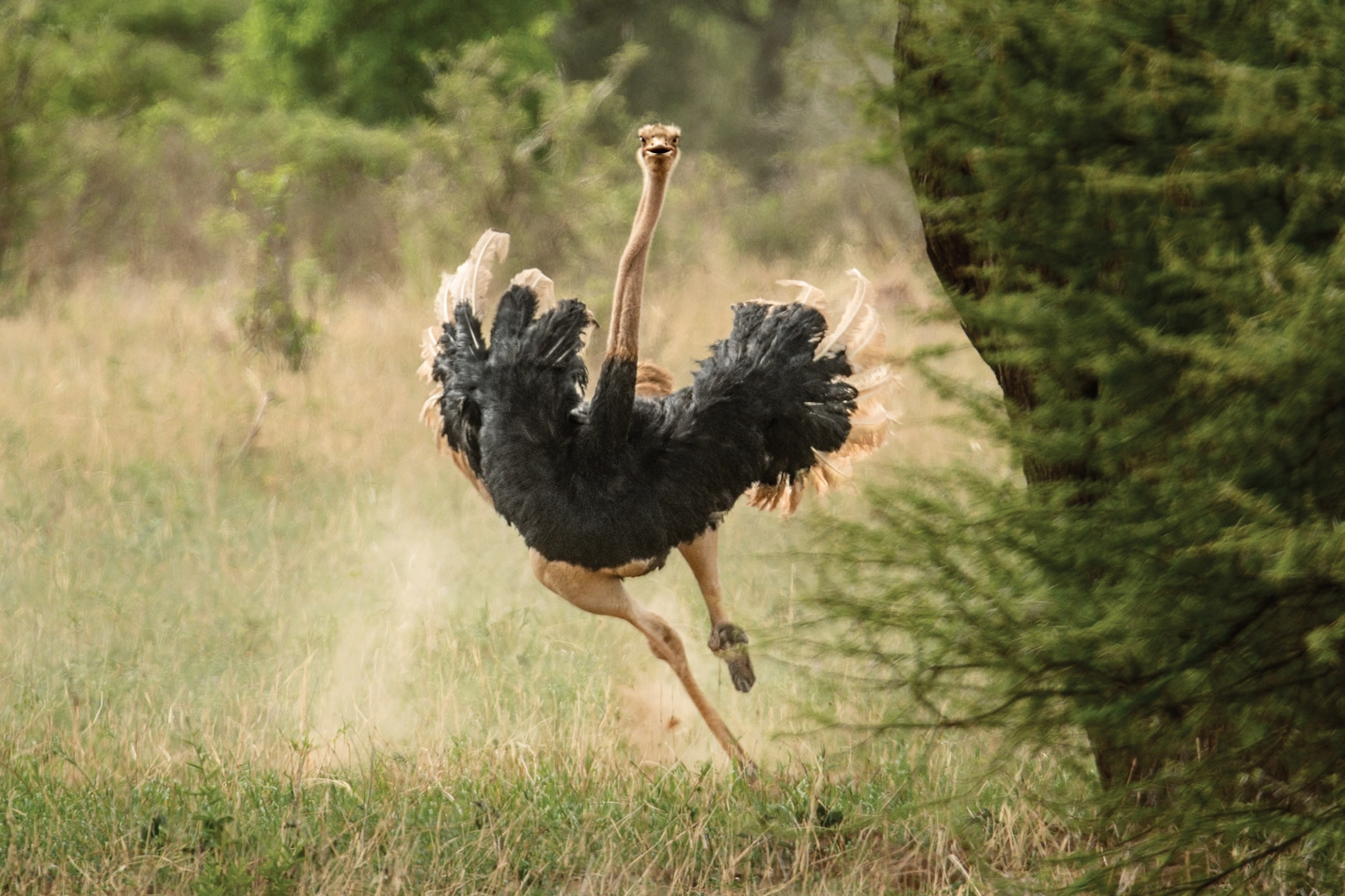 They may look goofy, but ostriches are nobody’s fool