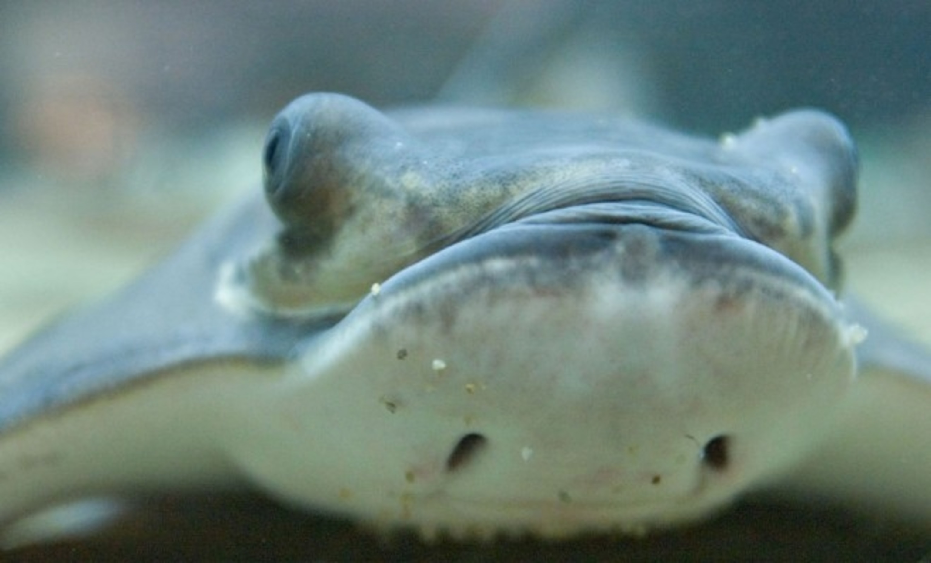 Repost: From Dinosaur Sidewalk to Ray Buffet | National Geographic