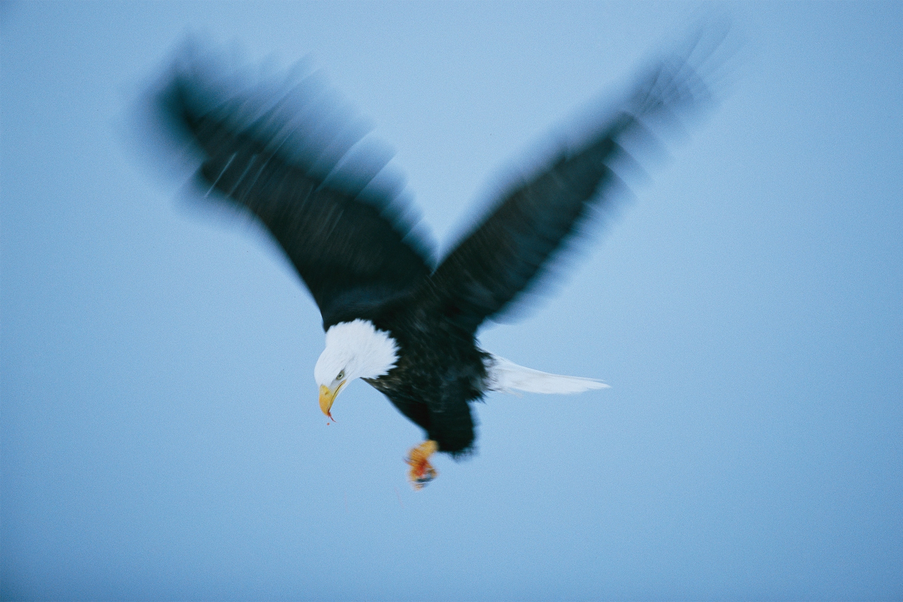 Ferocious Eagle Attack Captured in Slow Motion in Alaska
