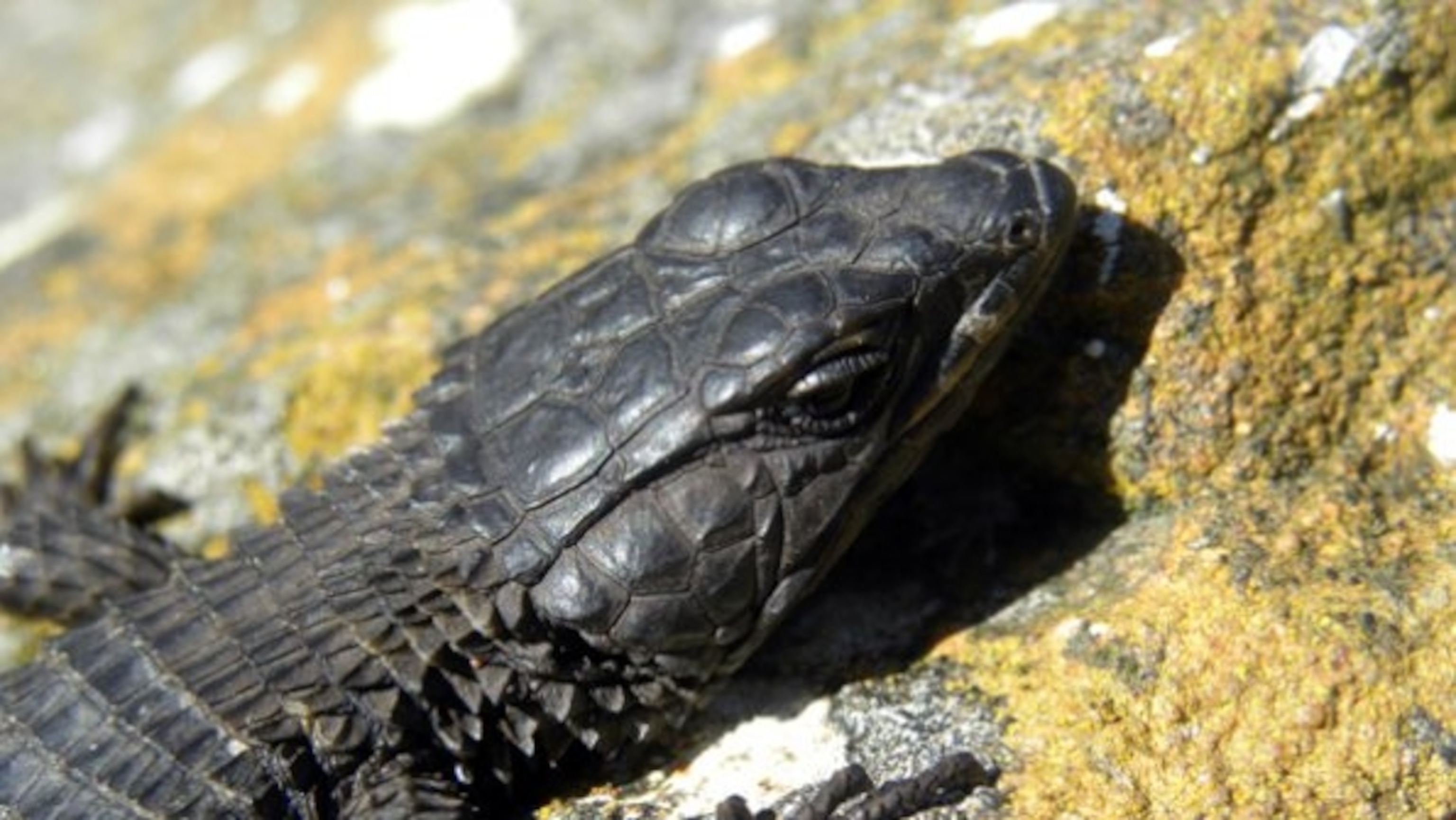 Photo safari – black girdled lizard | National Geographic