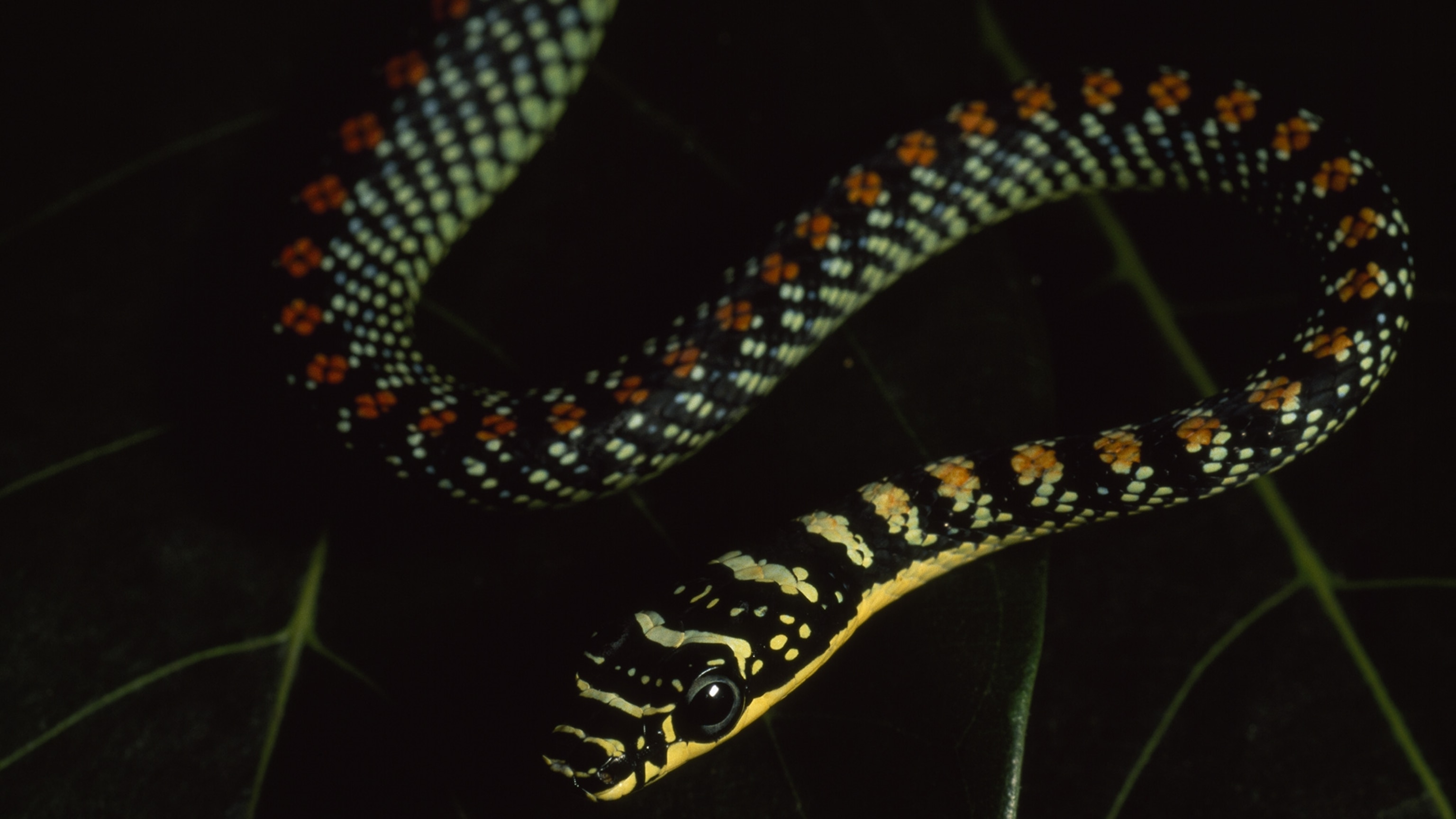 Cool Snakes