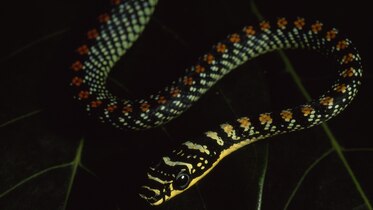 Flying Snakes | National Geographic