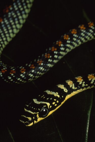 Flying Snakes | National Geographic