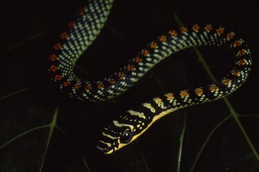 Flying Snakes | National Geographic