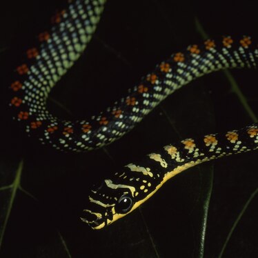 Flying Snakes | National Geographic