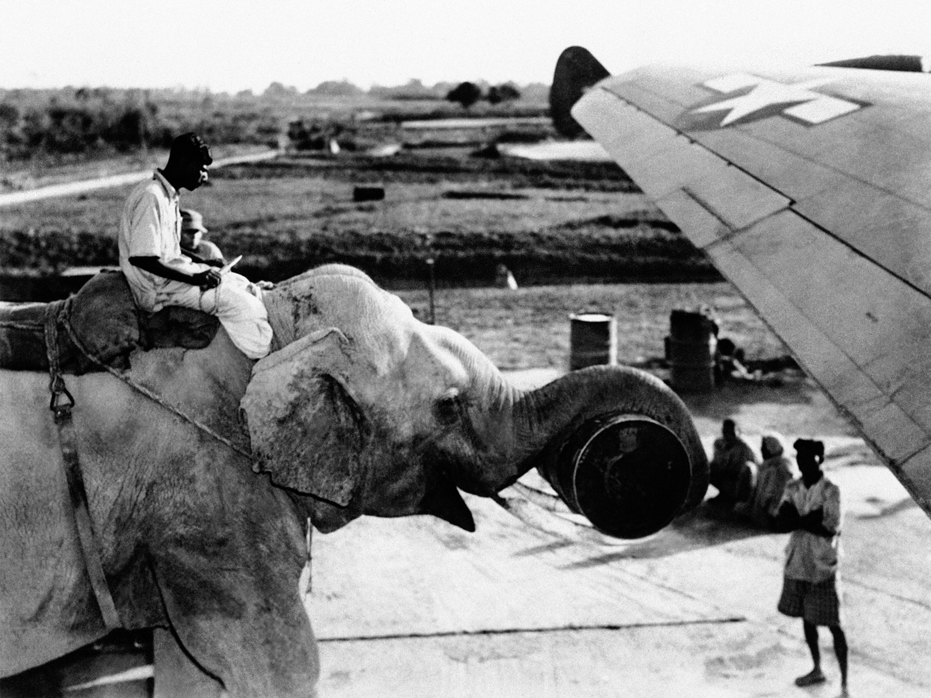 How Burmese Elephants Helped Defeat the Japanese in World War II
