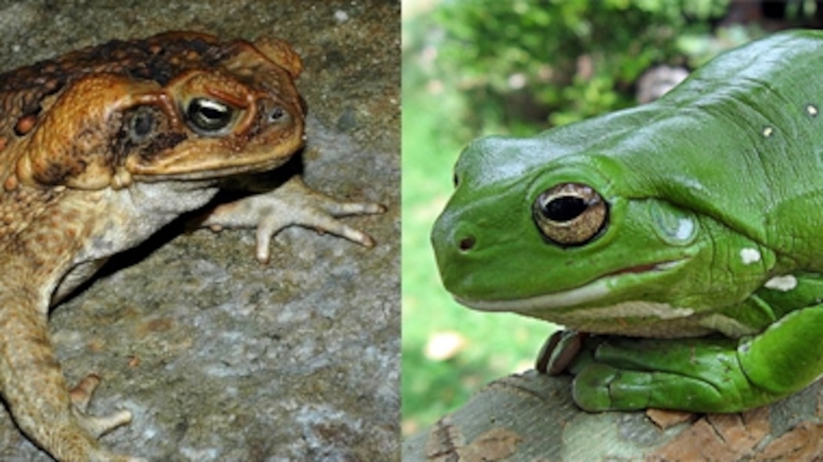 Frogs debug themselves by absorbing tracking devices into their ...