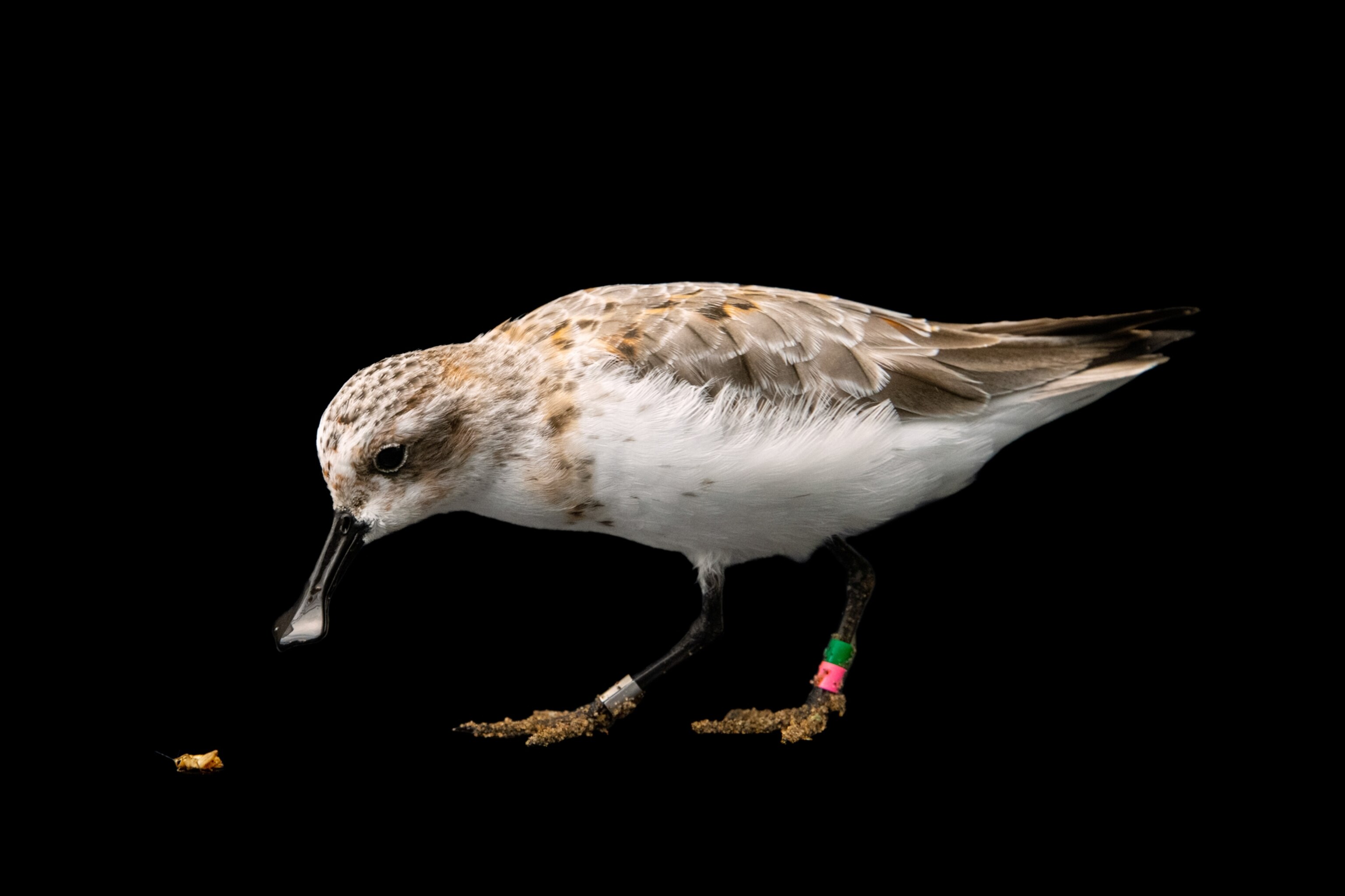 Extremely rare ‘spoonie’ bird added to ark of imperiled animals