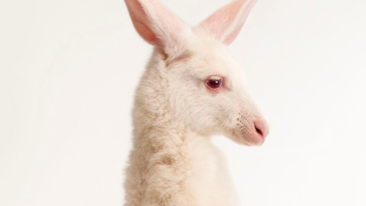 Eastern Gray Kangaroo | National Geographic