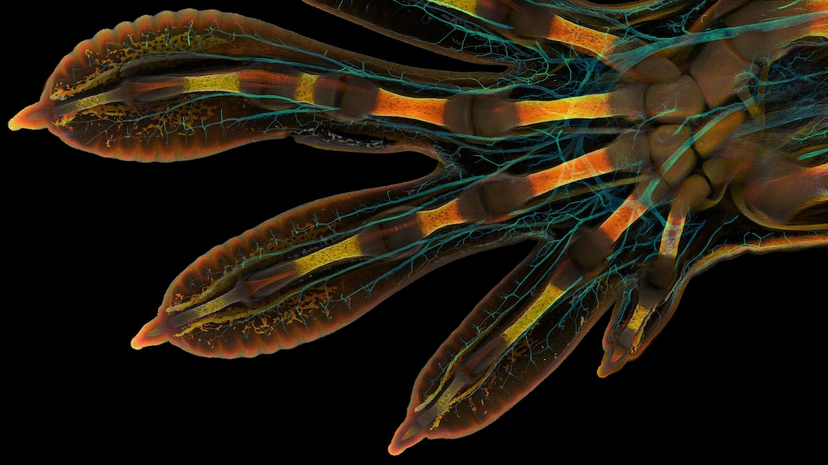 Striking pictures reveal the microscopic world’s hidden wonders ... Striking pictures reveal the microscopic world’s hidden wonders ...