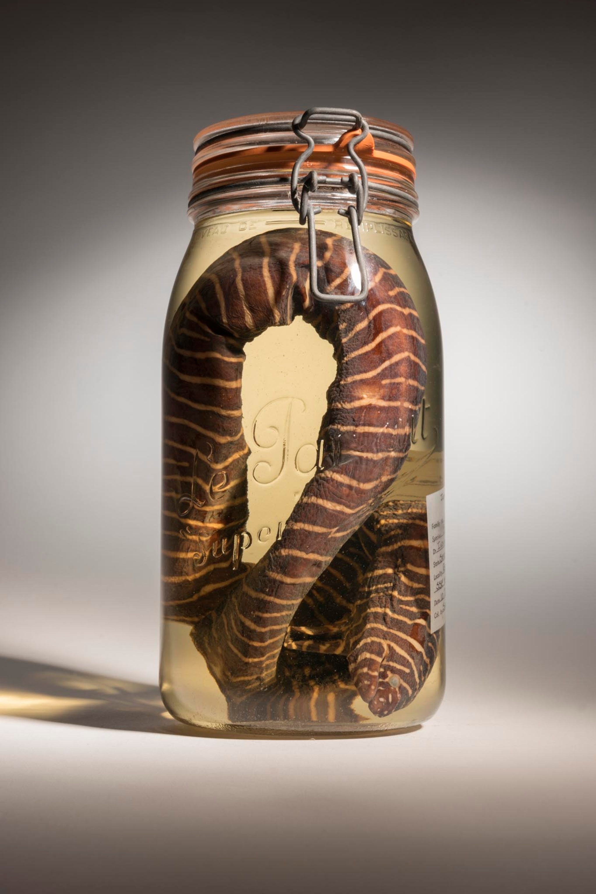These surreal jarred fish tell an urgent story of extinction