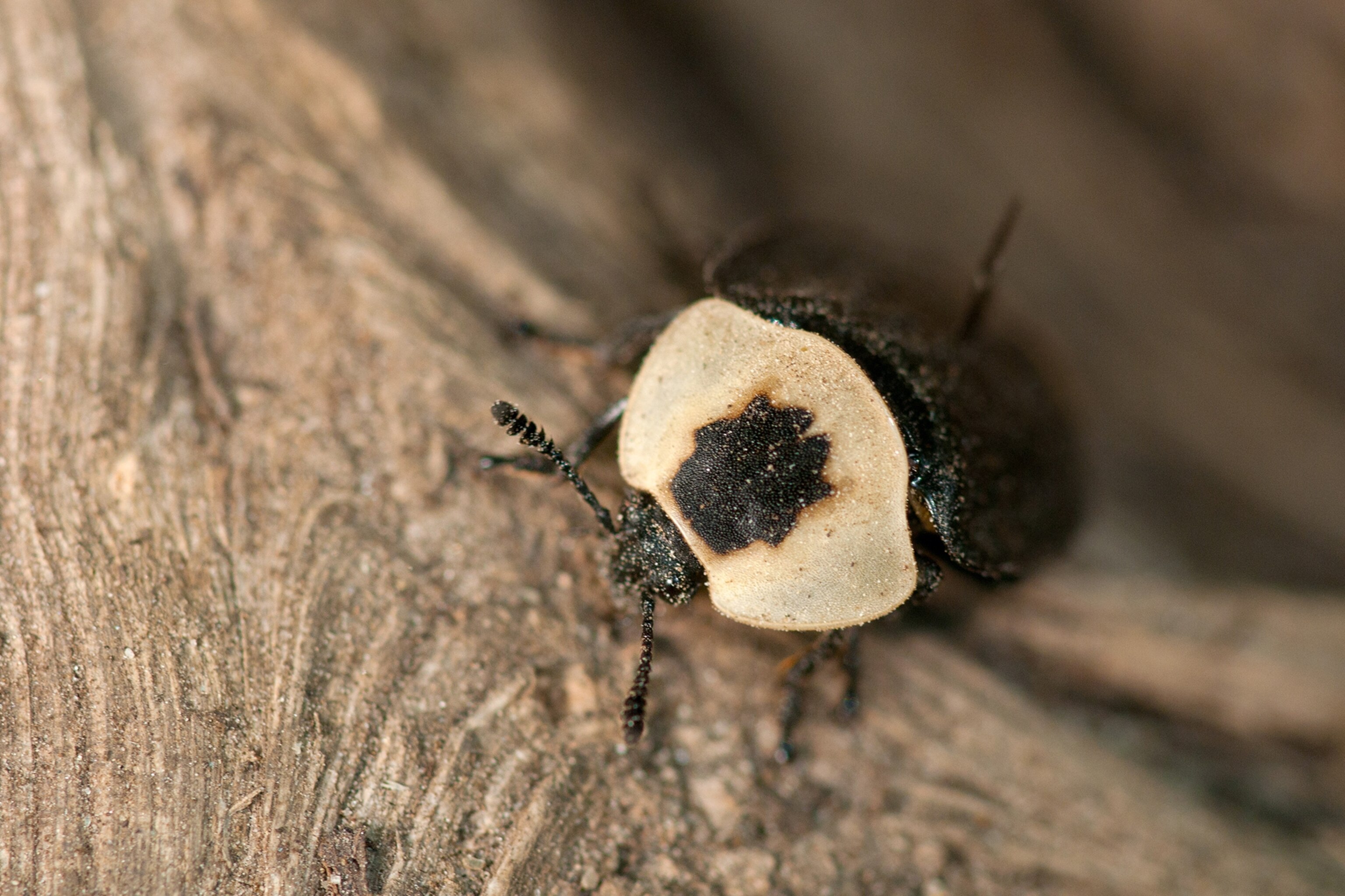 Rotting kills are surprising homes for hundreds of Yellowstone species