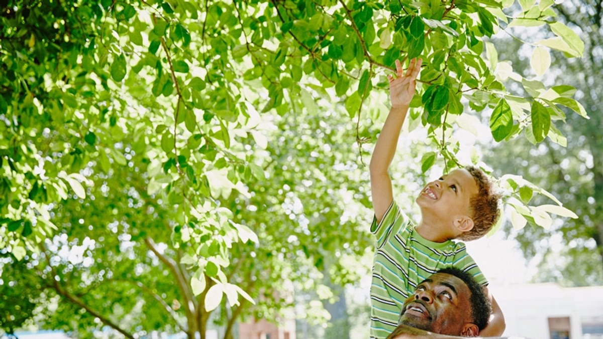 Why city trees can be good for kids’ brains