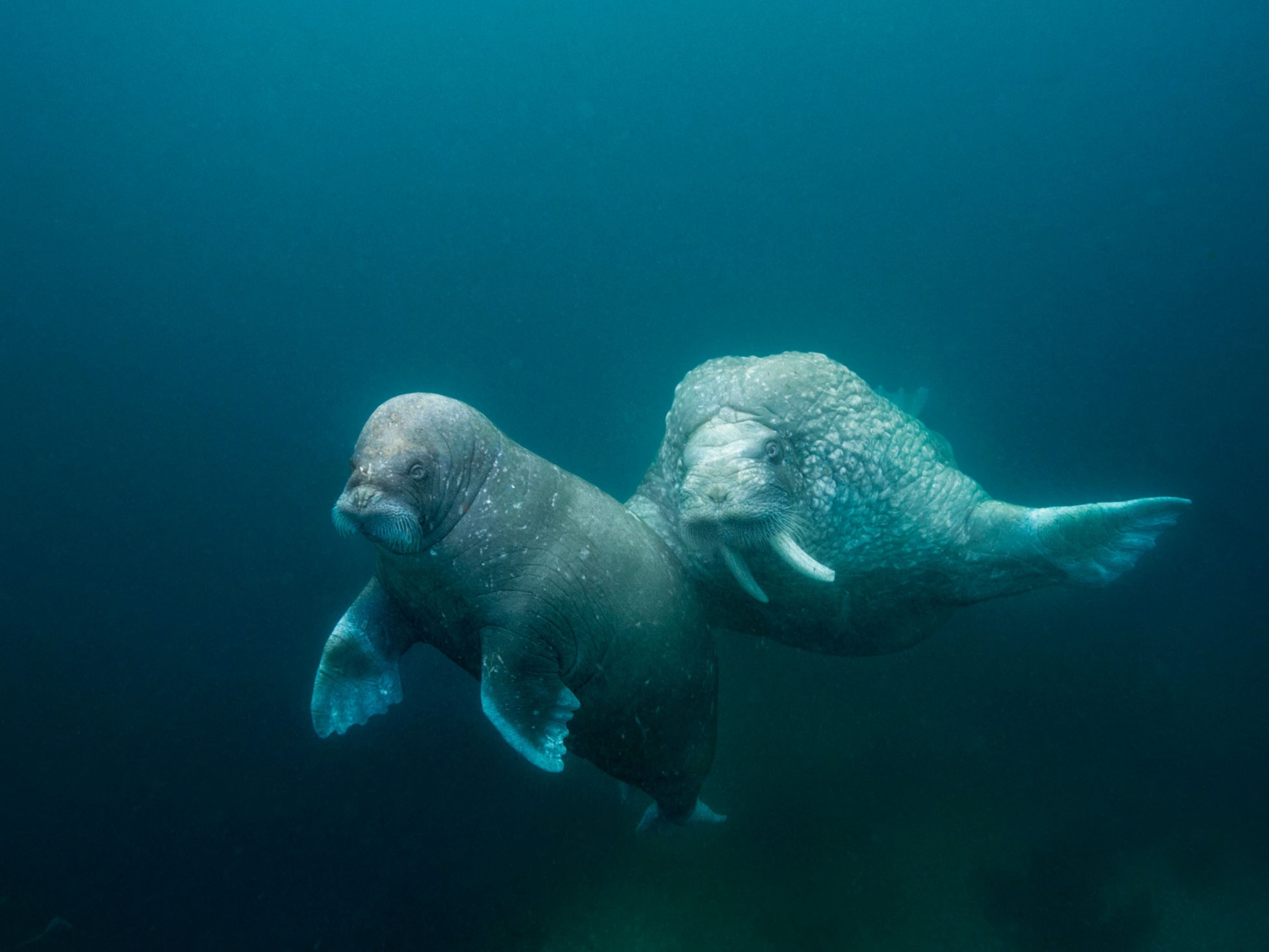 Arctic Wildlife's Last Habitat Will Be Ice Strip